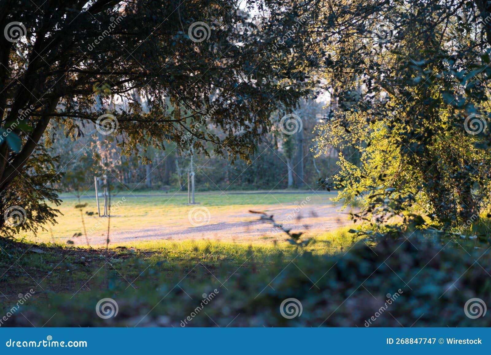 Beautiful Park with Lush Green Trees Stock Image - Image of grass ...