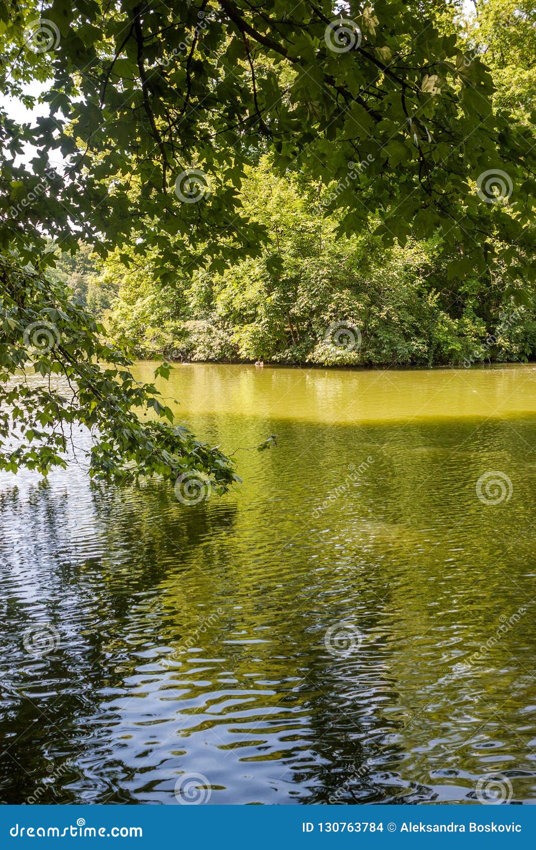 Beautiful Park Scene with Lawn, Trees and Water Stock Photo - Image of ...