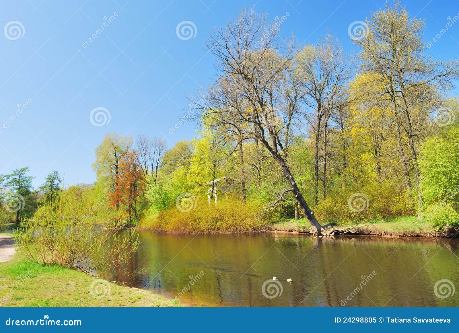 Beautiful park in Spring stock image. Image of trees - 24298805