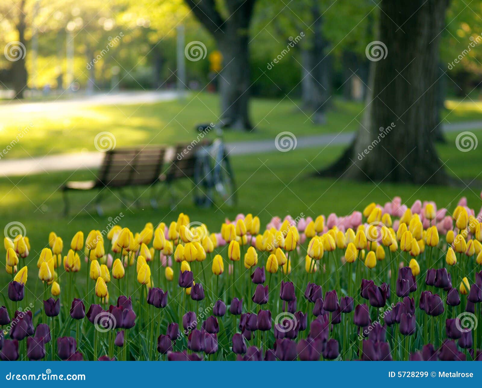 Beautiful park in spring stock image. Image of bike, lane - 5728299