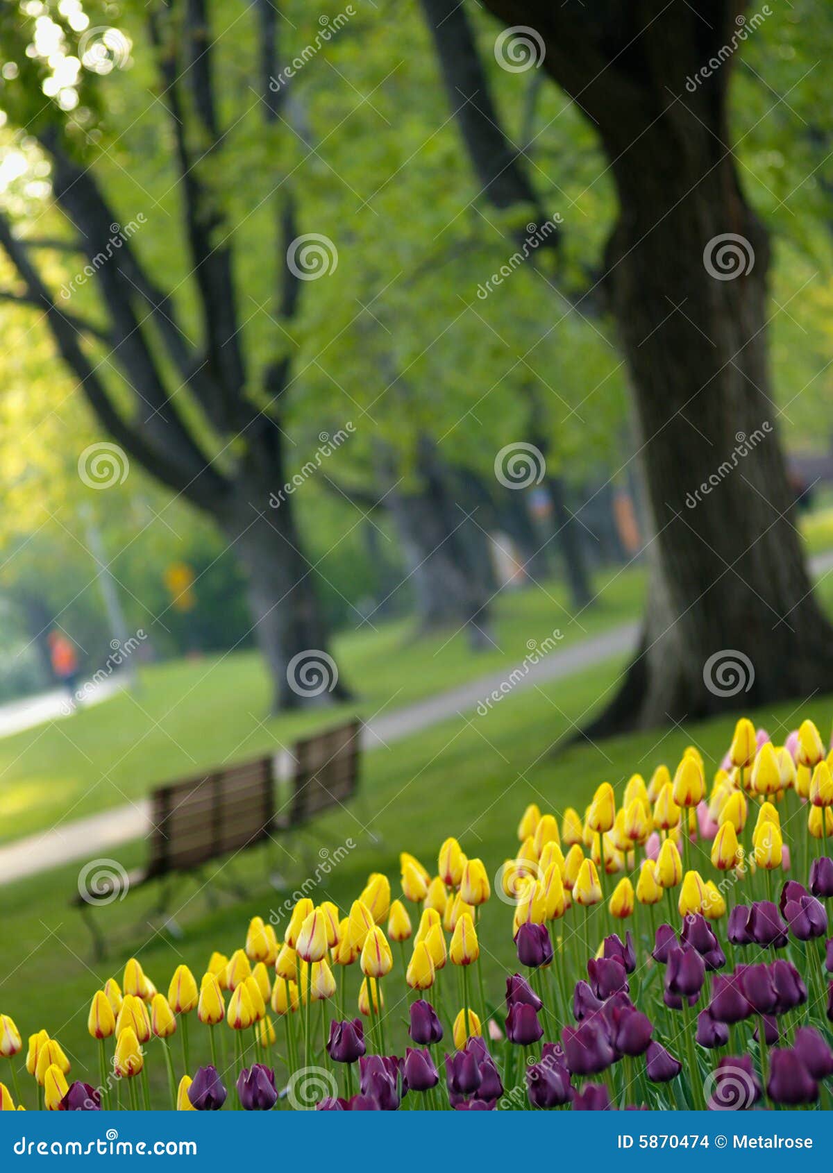 Beautiful park in spring stock photo. Image of quiet, colorful - 5870474