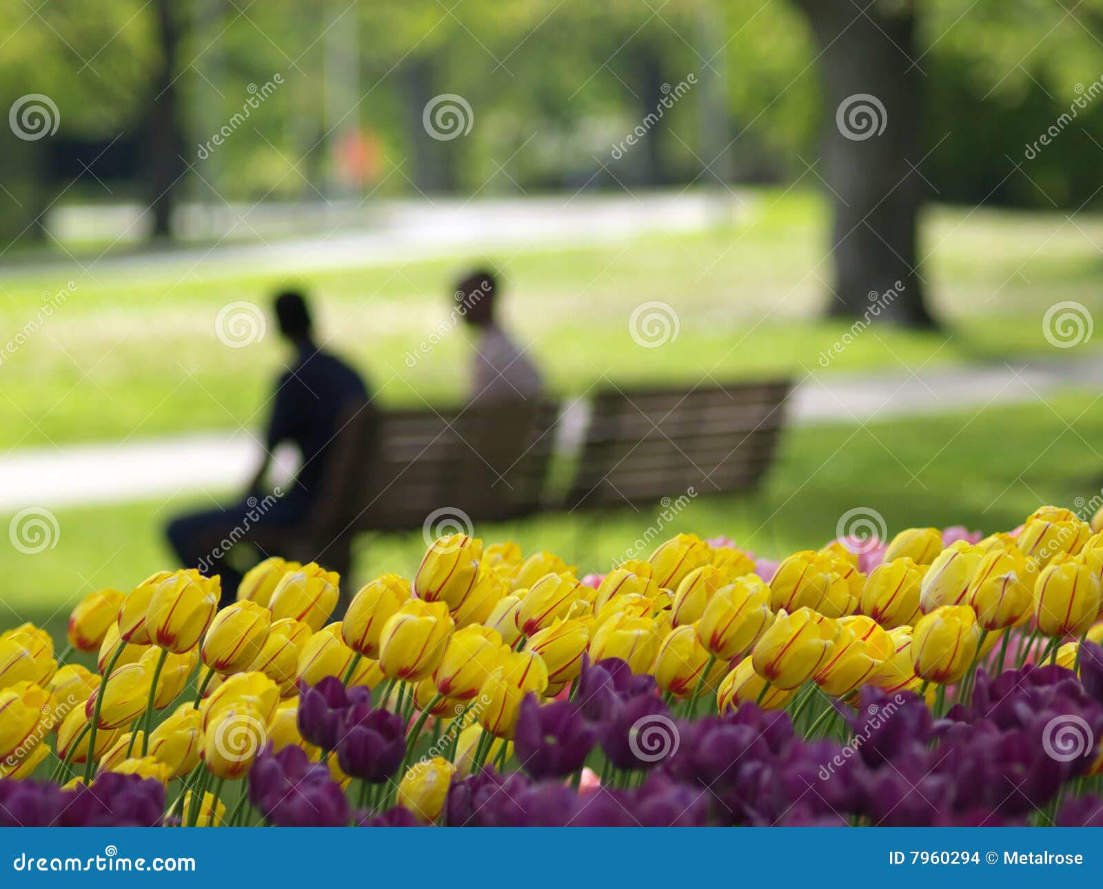 Beautiful park in spring stock photo. Image of blooming - 7960294