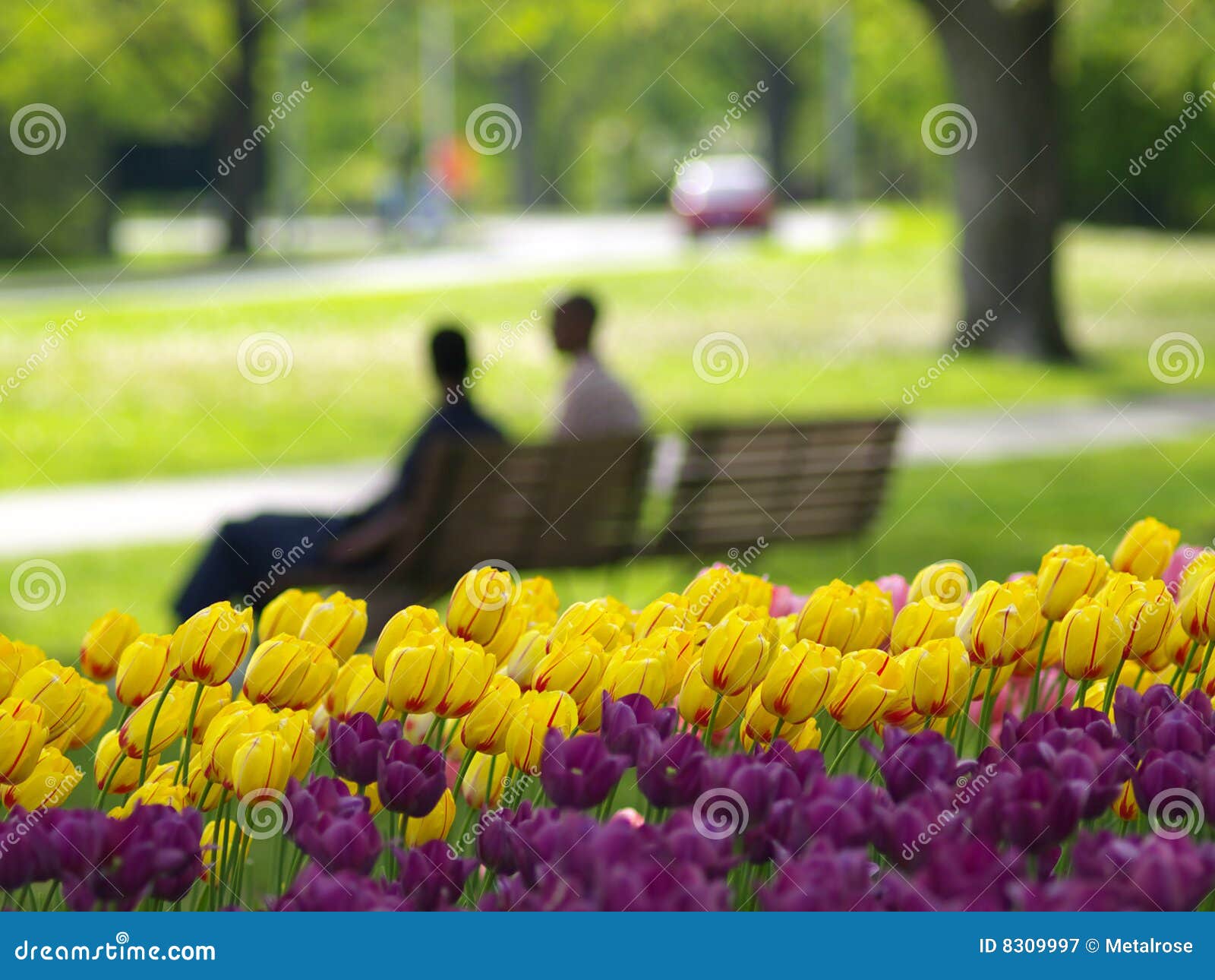 Beautiful park in spring stock image. Image of landscape - 8309997