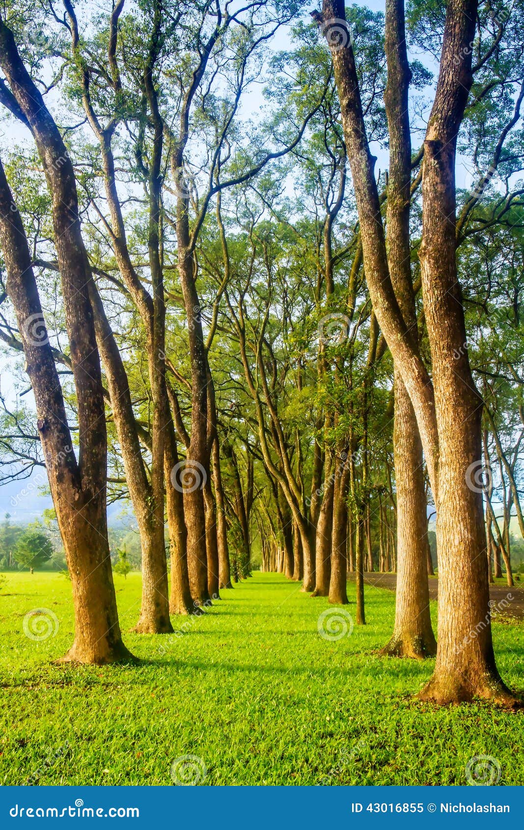 Beautiful park tree stock image. Image of outdoor, nature - 43016855