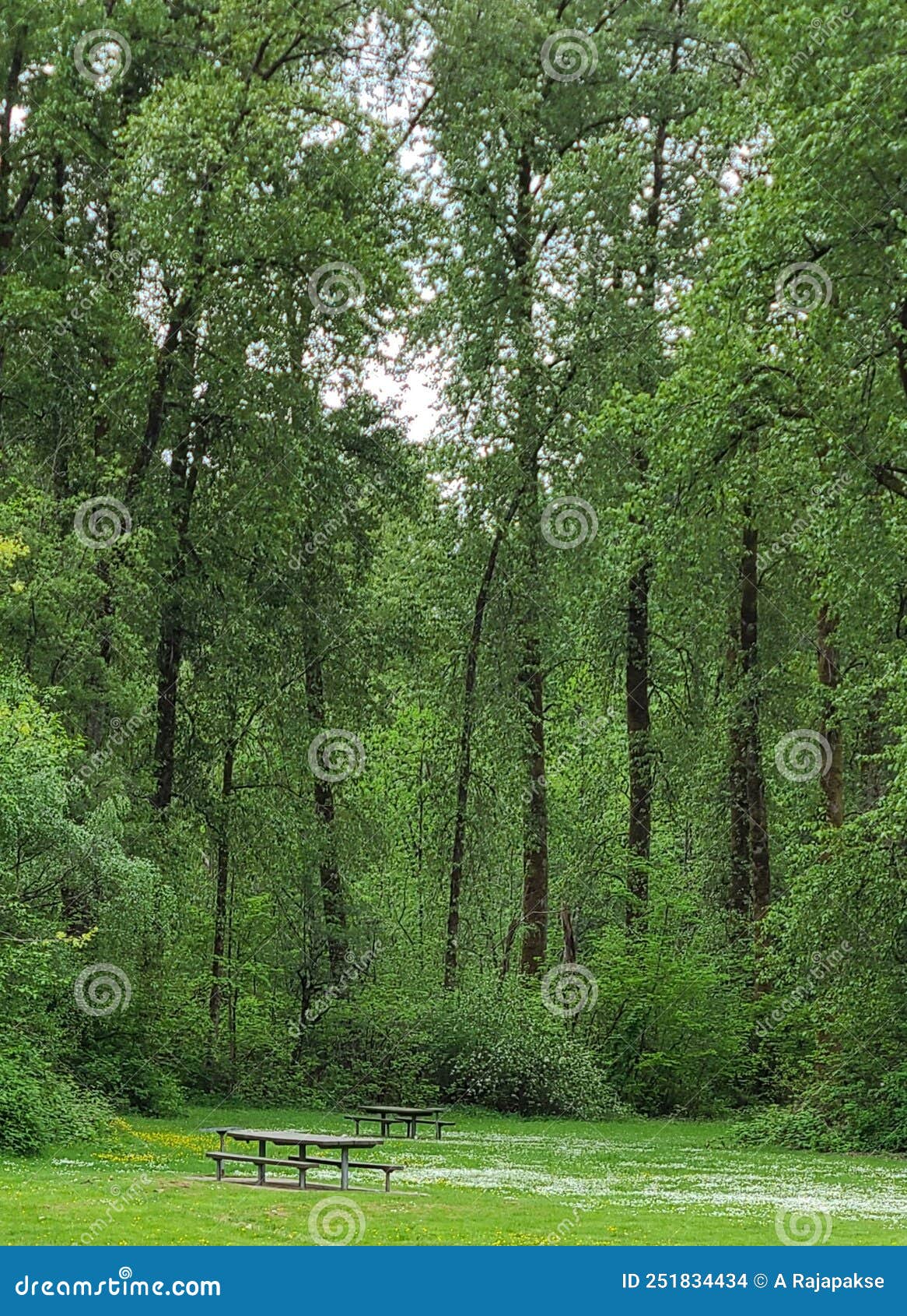 Beautiful Park with Trees and Picnic Table Stock Photo - Image of tree ...