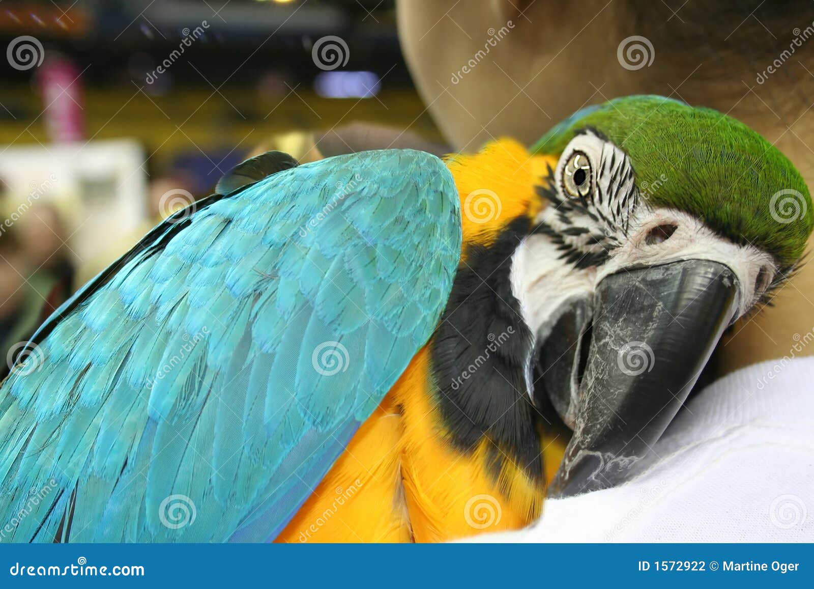 Beautiful Parrot, Daintree Rainforest, Queensland, Australia Royalty ...