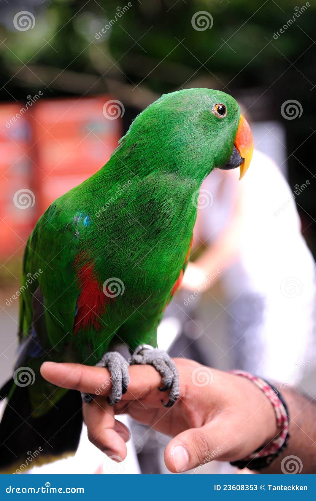 Beautiful parrot stock image. Image of lovebirds, aviary - 23608353