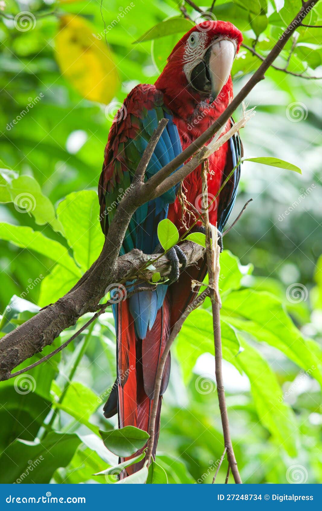 Beautiful parrot stock photo. Image of outdoors, bird - 27248734