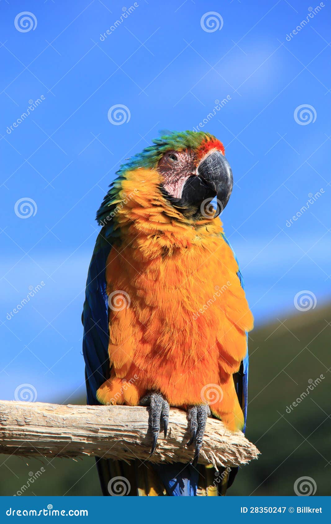Beautiful parrot stock image. Image of bright, nature - 28350247