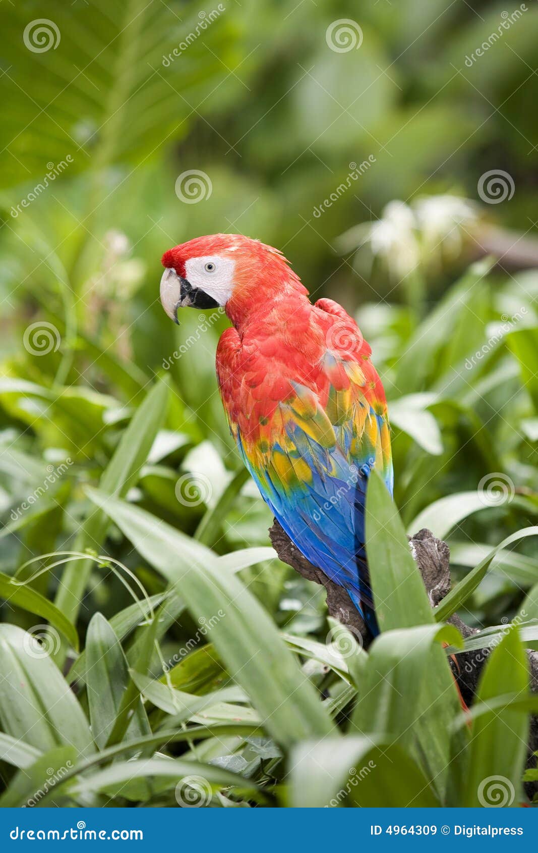 Beautiful parrot stock image. Image of flutter, forest - 4964309