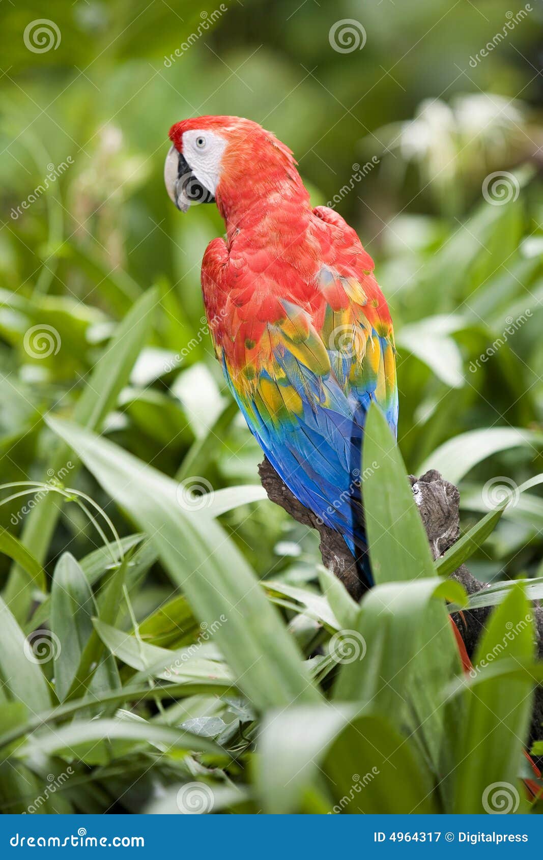 Beautiful parrot stock image. Image of imitate, speak - 4964317