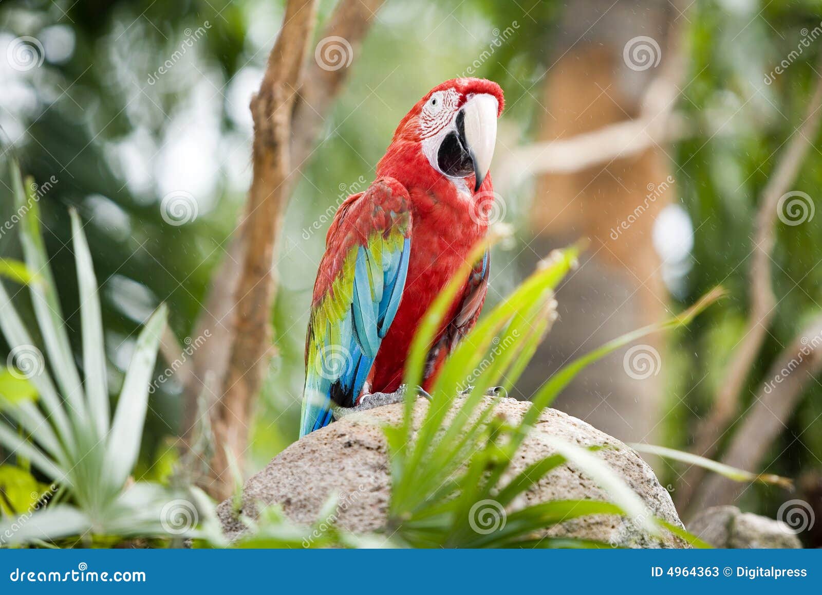 Beautiful parrot stock image. Image of bird, imitate, burble - 4964363