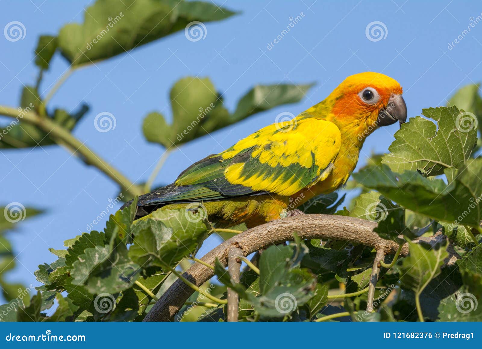A parrot on a branch stock photo. Image of nest, beak - 121682376
