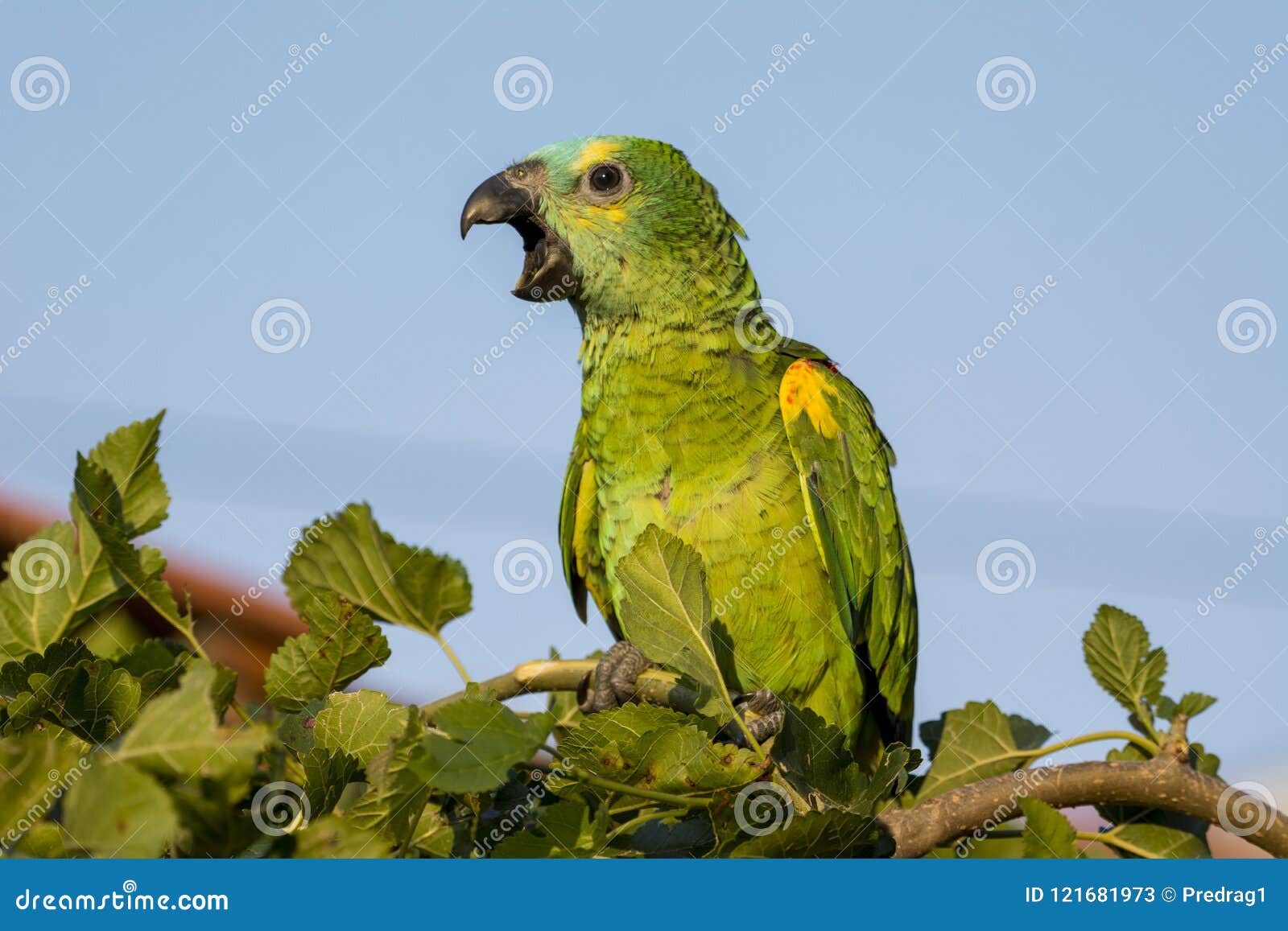 A parrot on a branch stock image. Image of wildlife - 121681973
