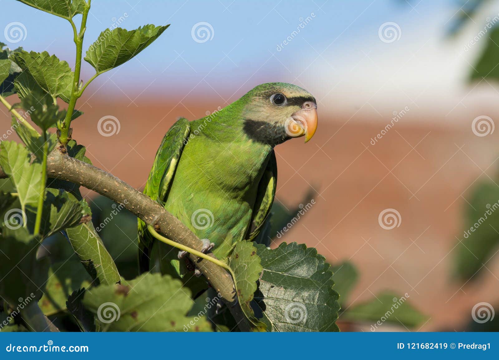 A parrot on a branch stock image. Image of branches - 121682419
