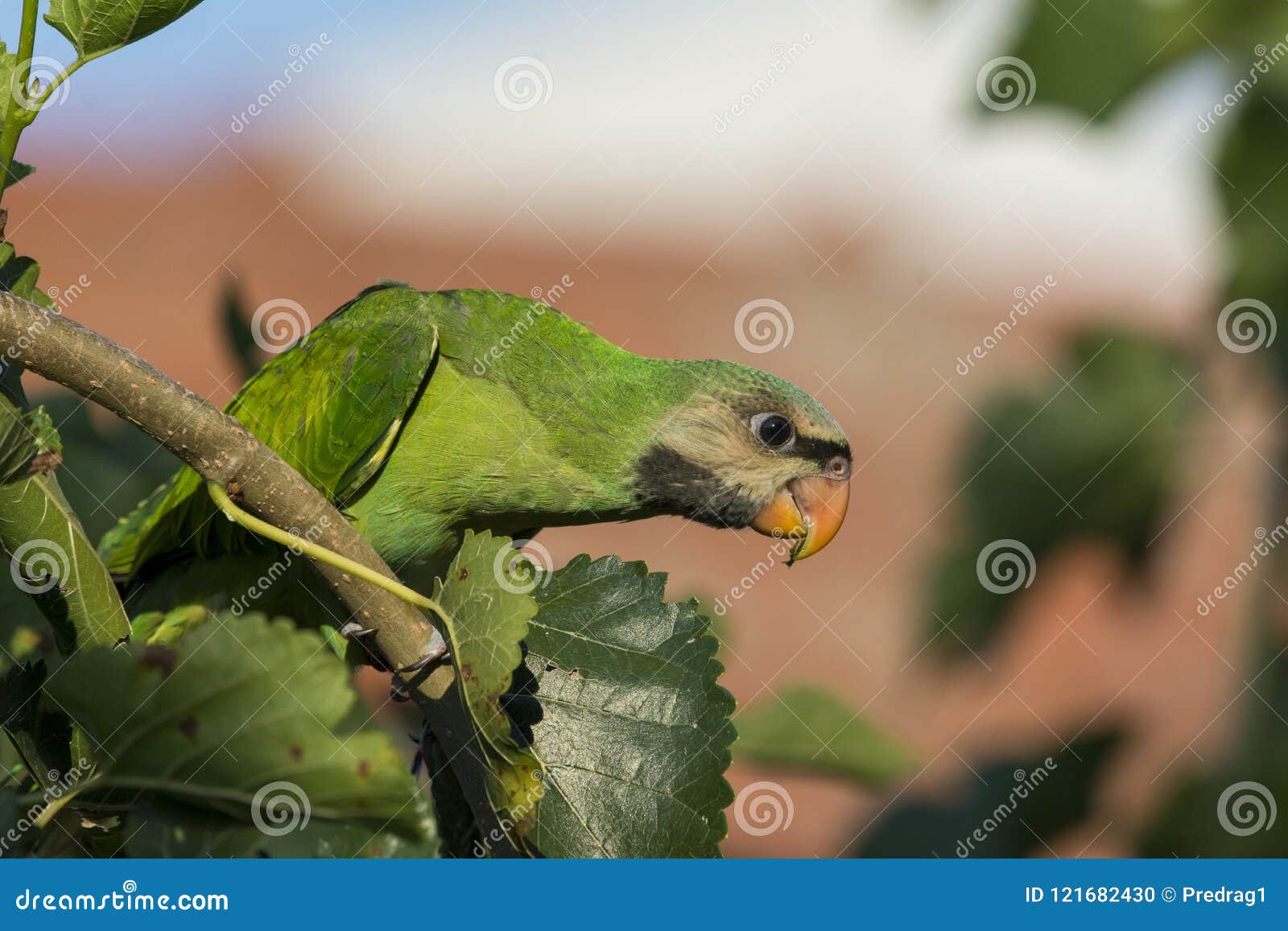 A parrot on a branch stock photo. Image of ring, feather - 121682430