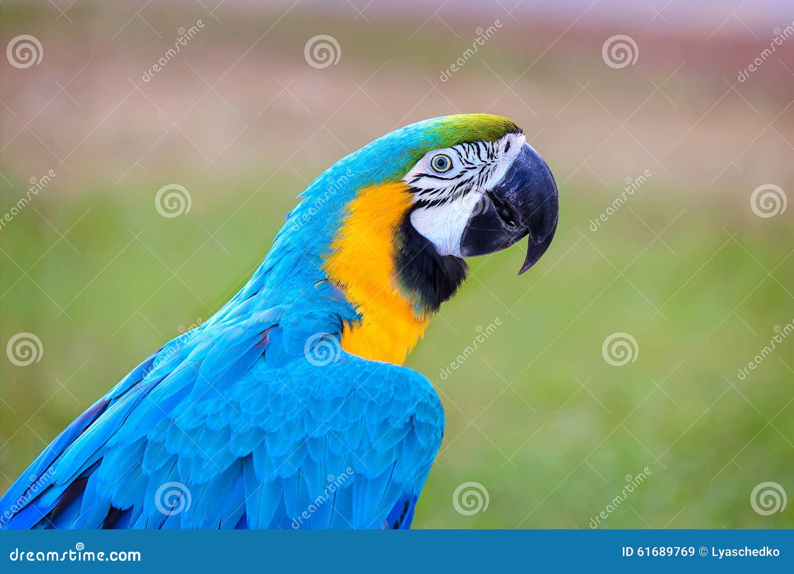 A Beautiful Parrot with Bright Blue Plumage on the Background La Stock ...