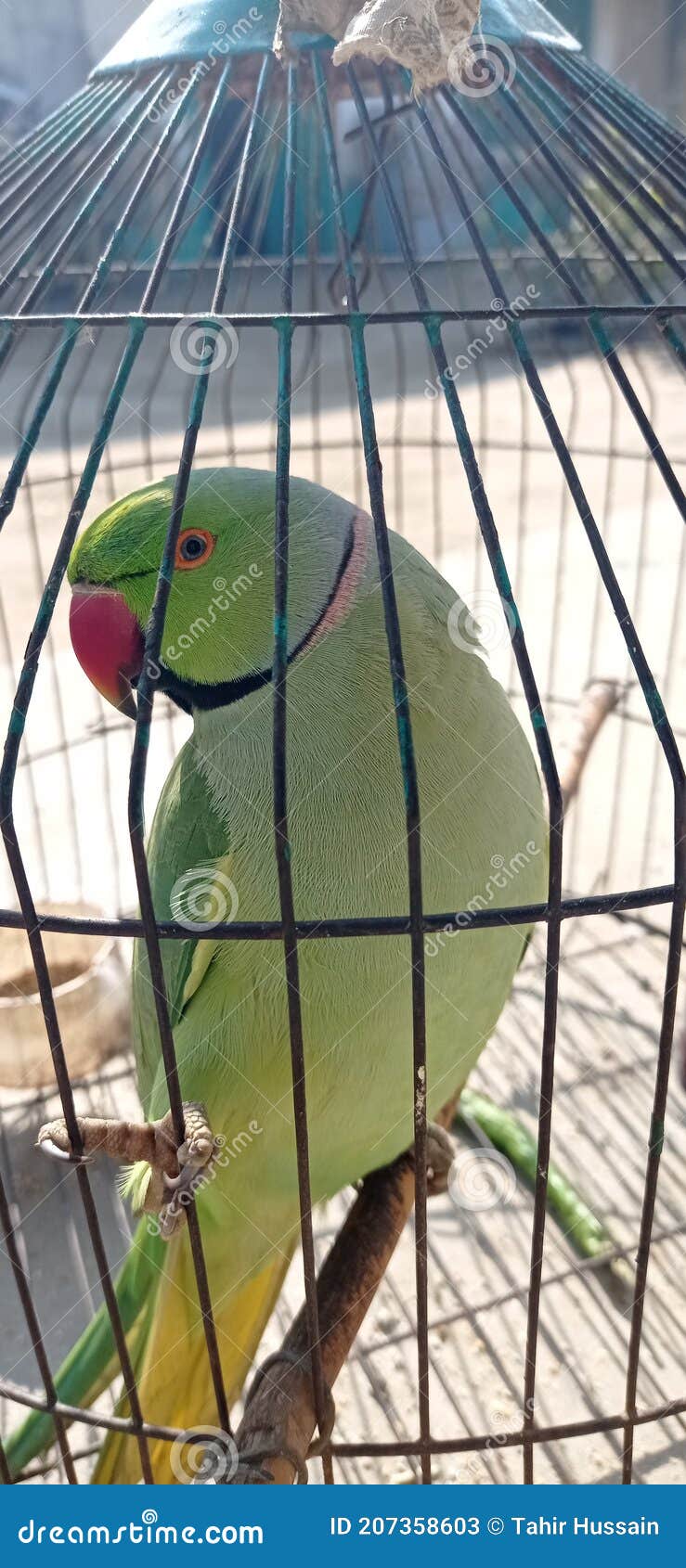 4,388 Beautiful Parrot Cage Photos - Free & Royalty-Free Stock Photos ...