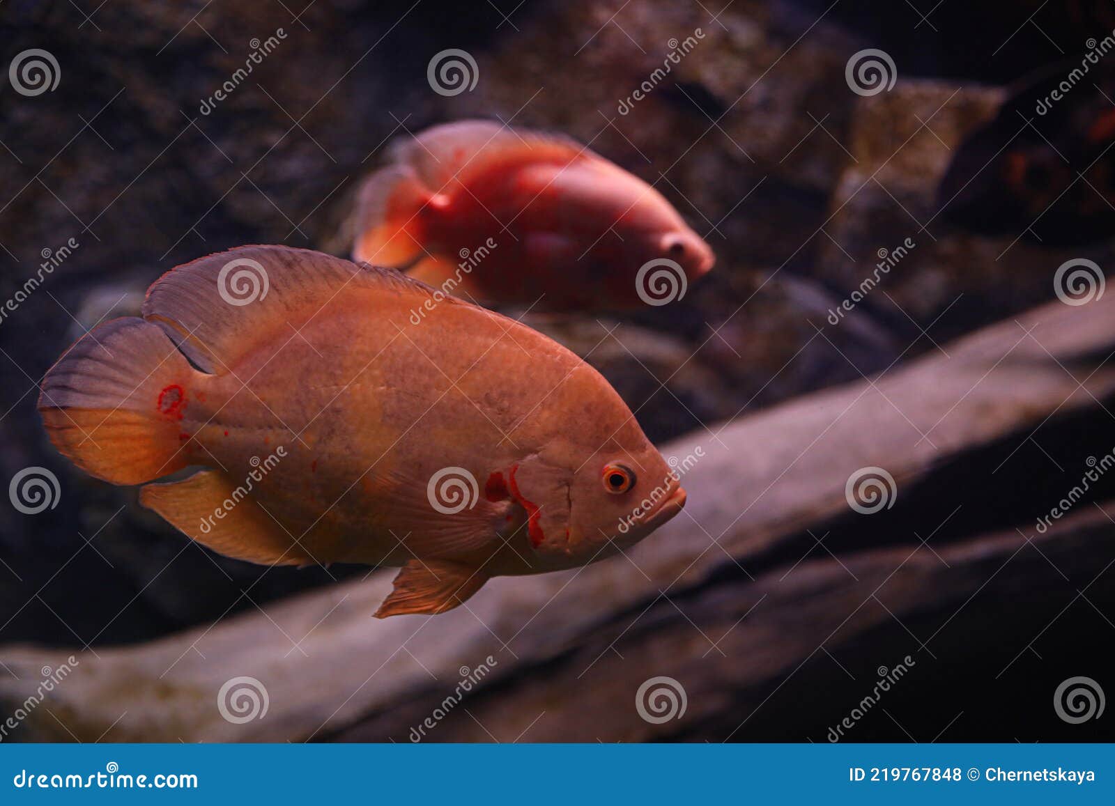 Beautiful Parrot Cichlid Fish in Clear Aquarium Stock Photo - Image of ...