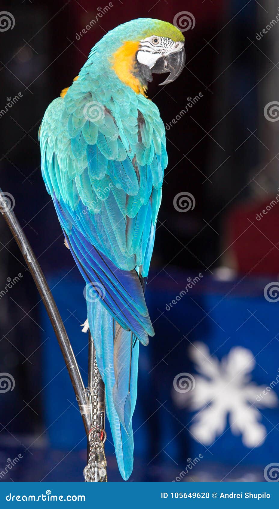 Beautiful parrot circus stock photo. Image of tropical - 105649620