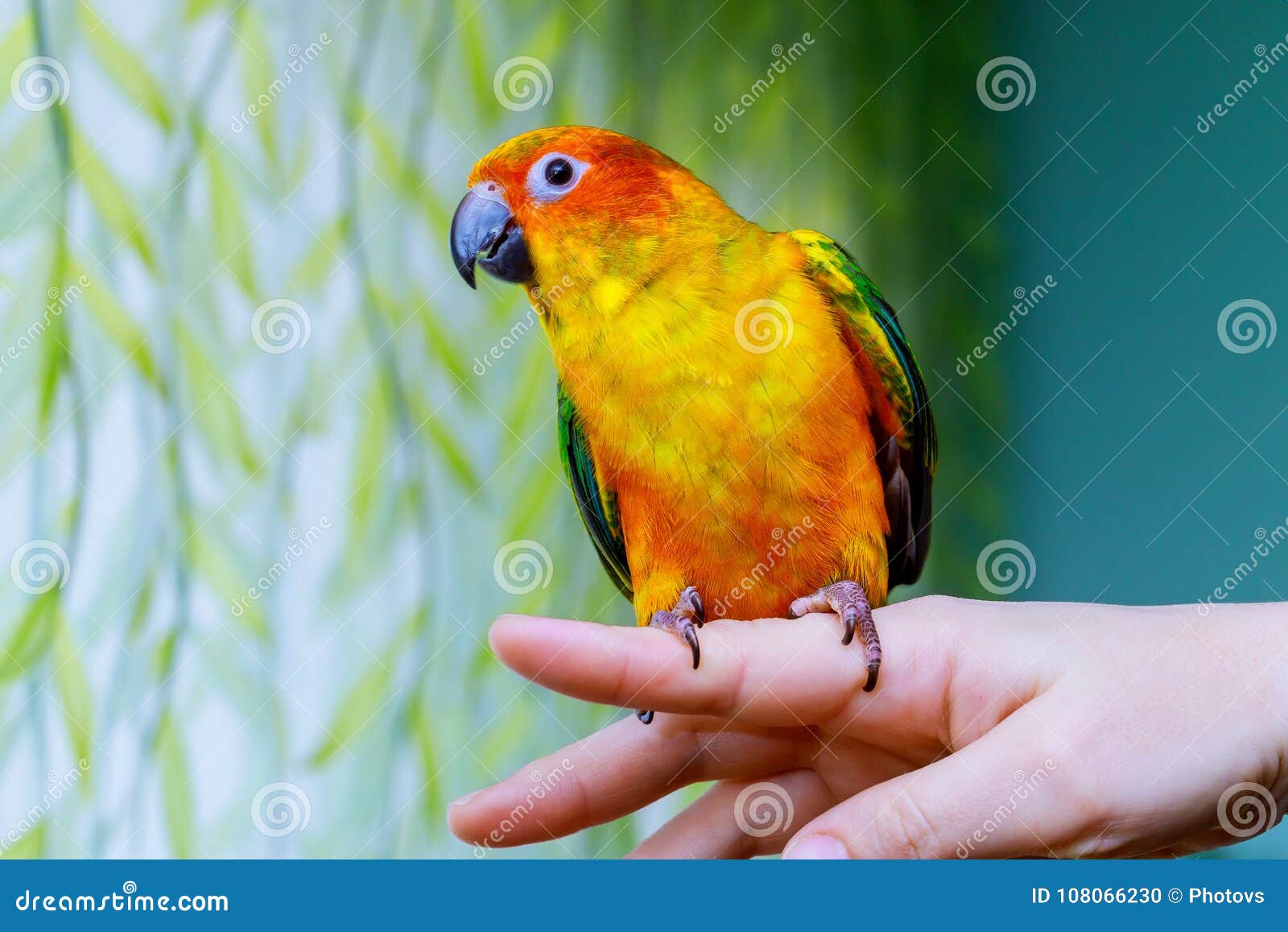 Parrot Scratching His Beak with His Claws Stock Photo - Image of bird ...
