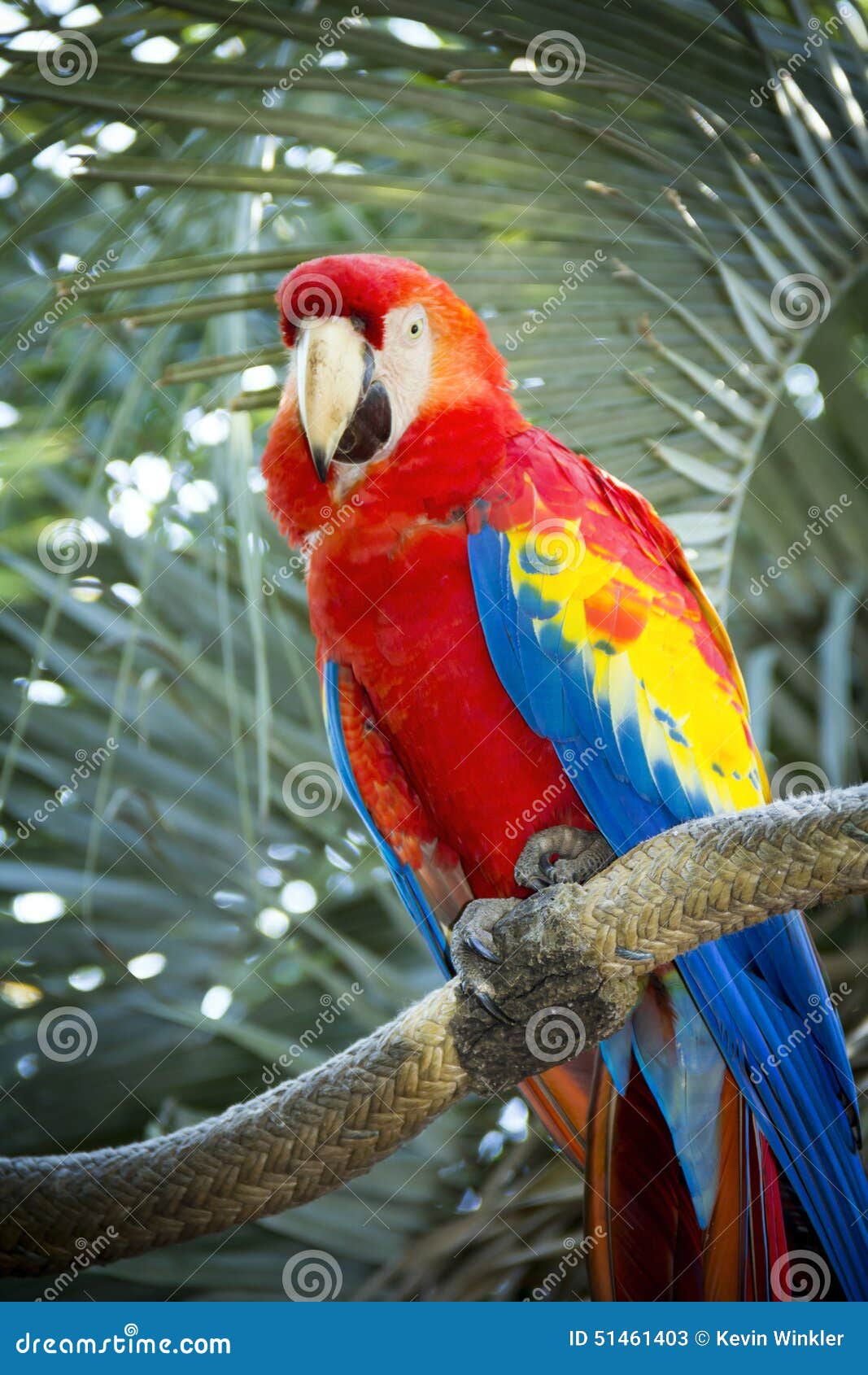 Beautiful Parrot stock image. Image of extremely, kind - 51461403