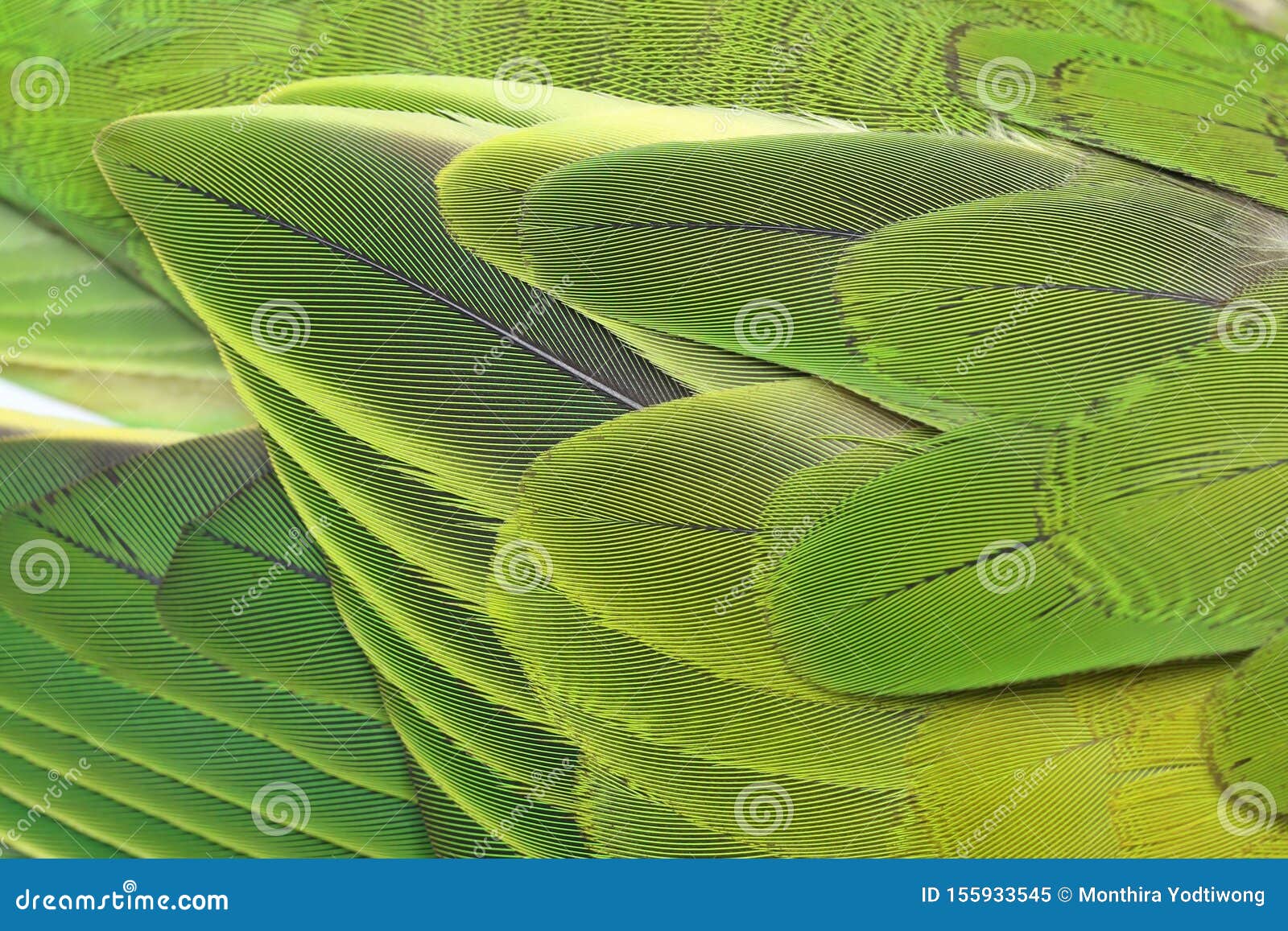 Beautiful Parrot Feathers Background, Nature Background and Texture ...