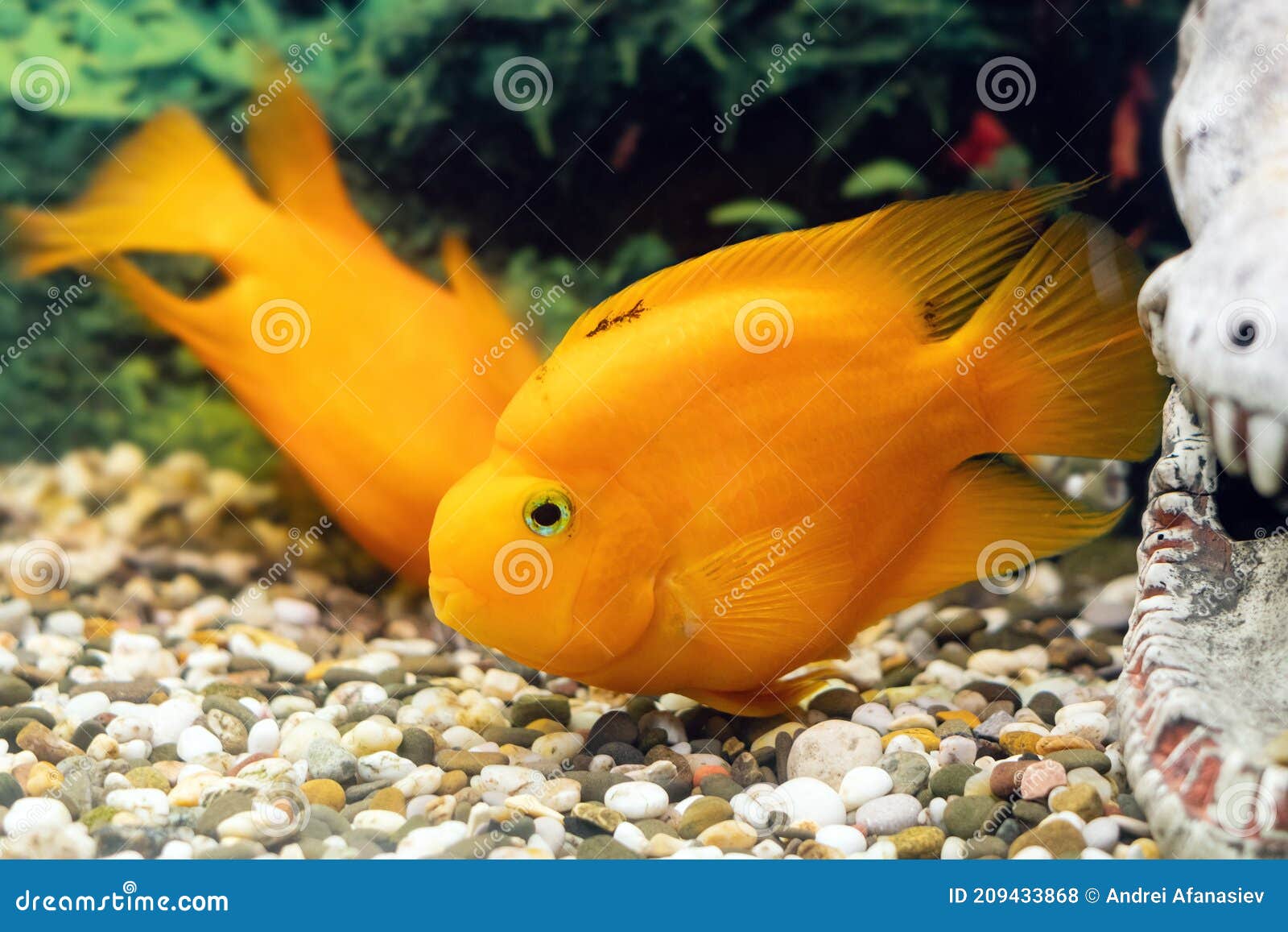 Beautiful Parrot Fish Swims in the Aquarium Stock Photo - Image of cute ...