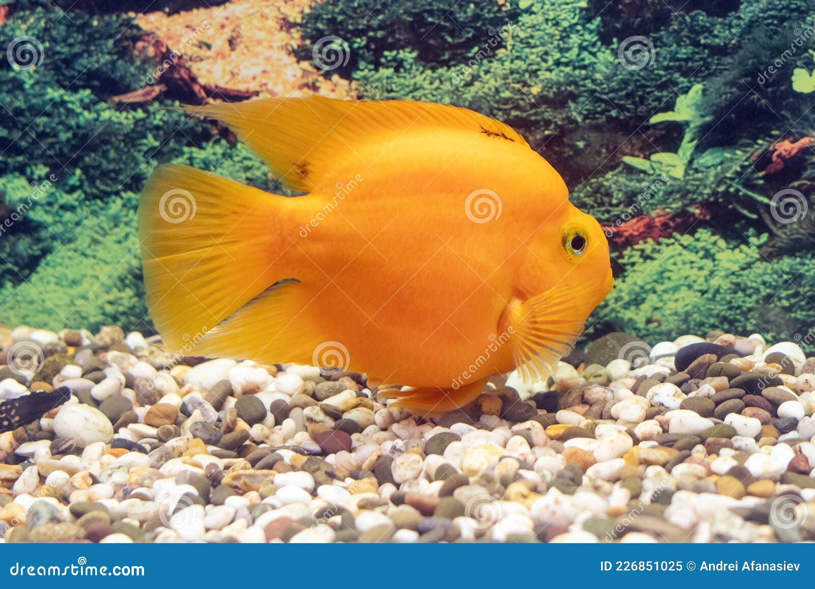 Beautiful Parrot Fish Swims in the Aquarium Stock Image - Image of ...