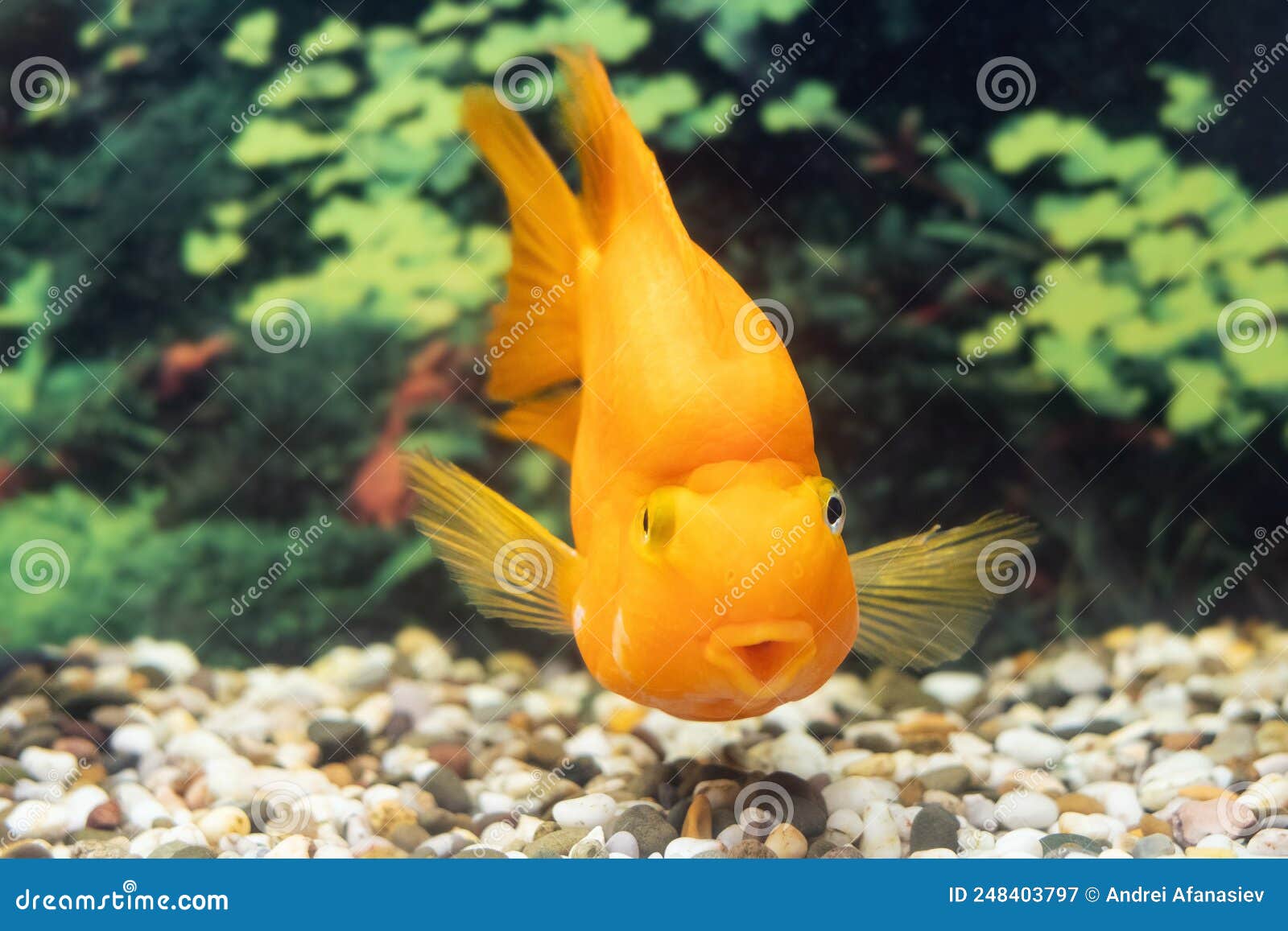 Beautiful Parrot Fish Swims in the Aquarium Stock Image - Image of tank ...