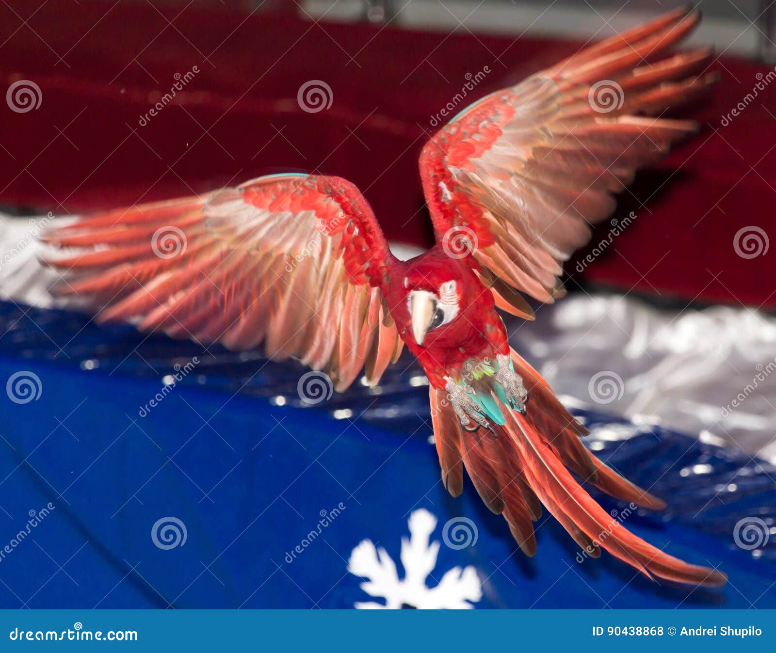Beautiful parrot in flight stock photo. Image of feather - 90438868