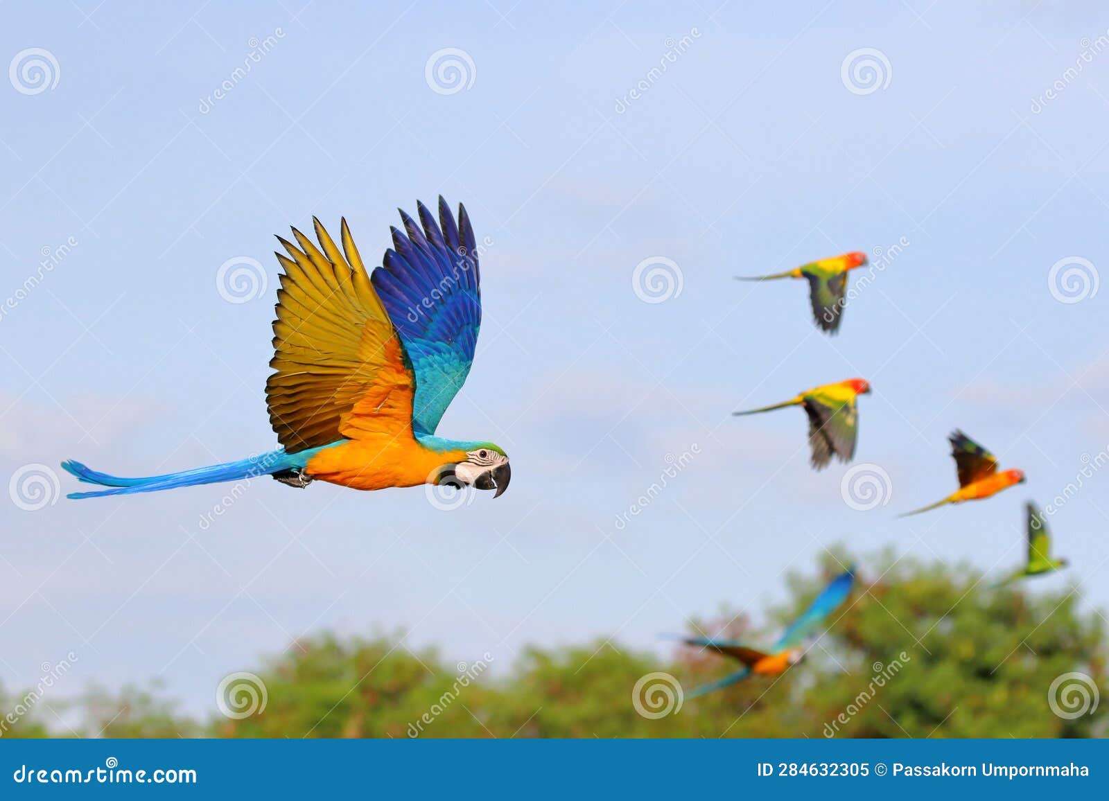 Beautiful of Parrot Flying in the Forest. Stock Image - Image of farm ...
