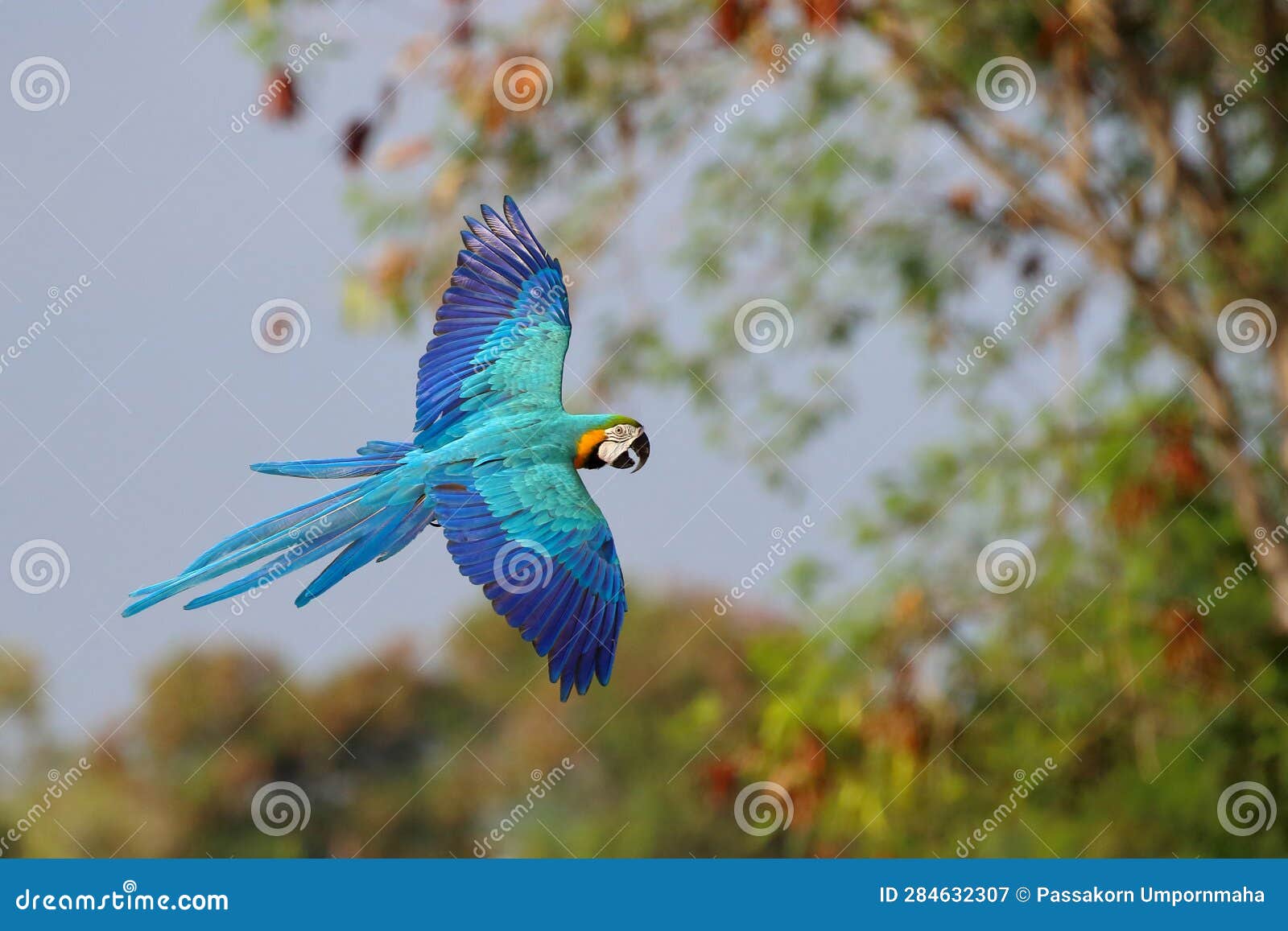 Beautiful of Parrot Flying in the Forest. Stock Image - Image of park ...