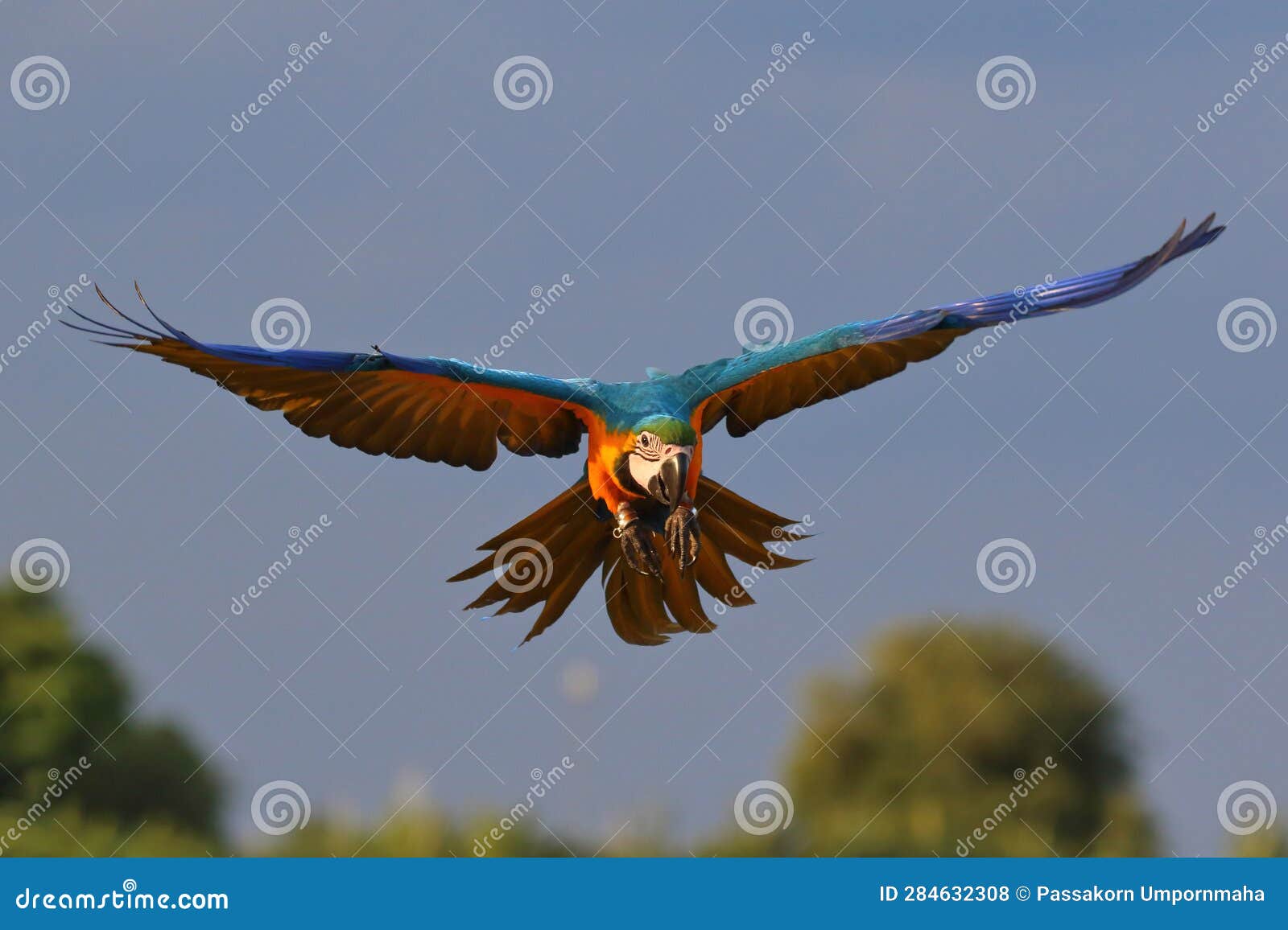 Beautiful of Parrot Flying in the Forest. Stock Photo - Image of love ...