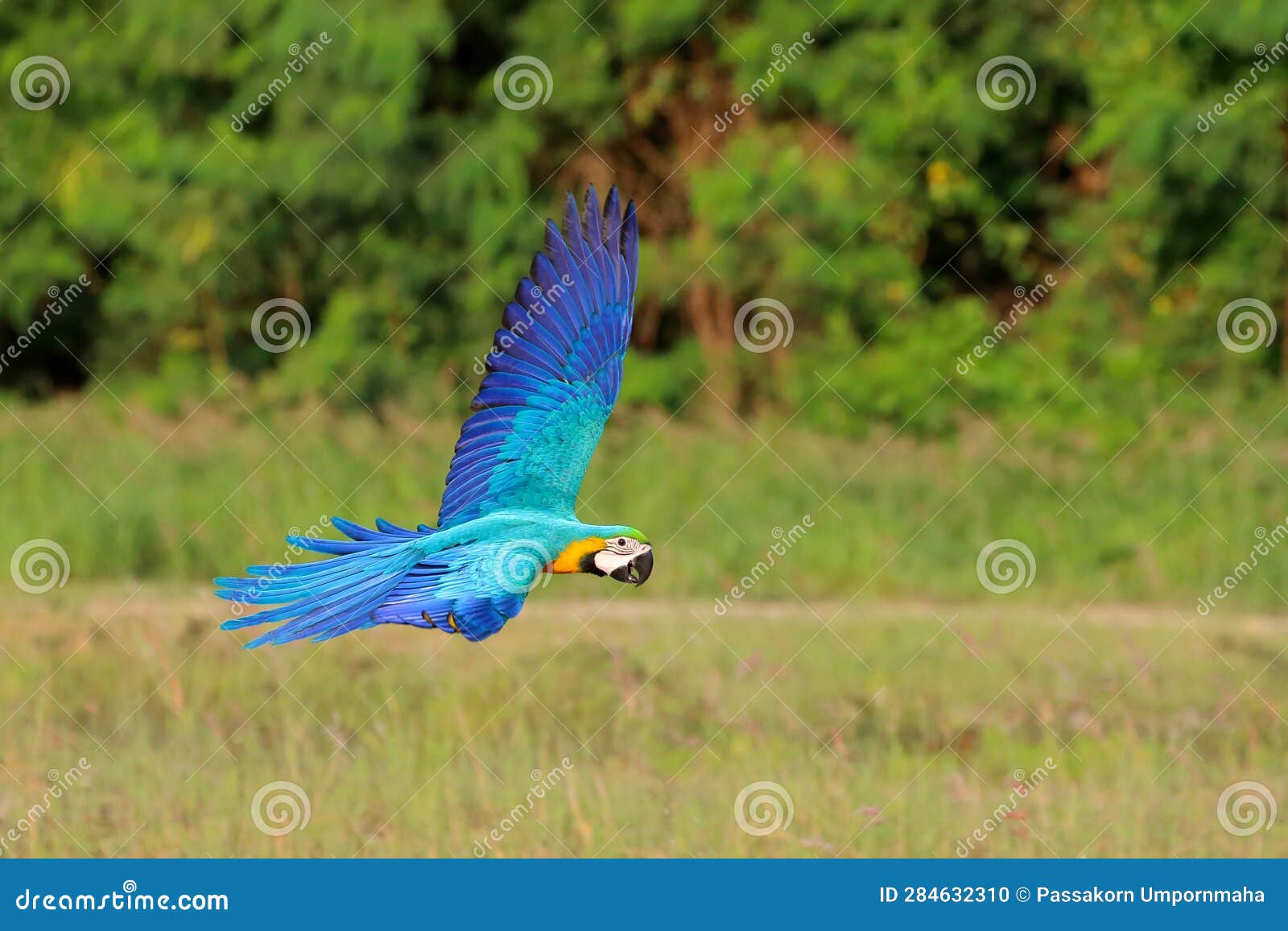 Beautiful of Parrot Flying in the Forest. Stock Photo - Image of clean ...