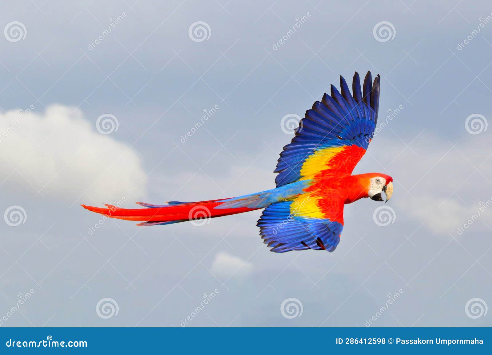 Beautiful of Parrot Flying in the Sky. Stock Photo - Image of beauty ...
