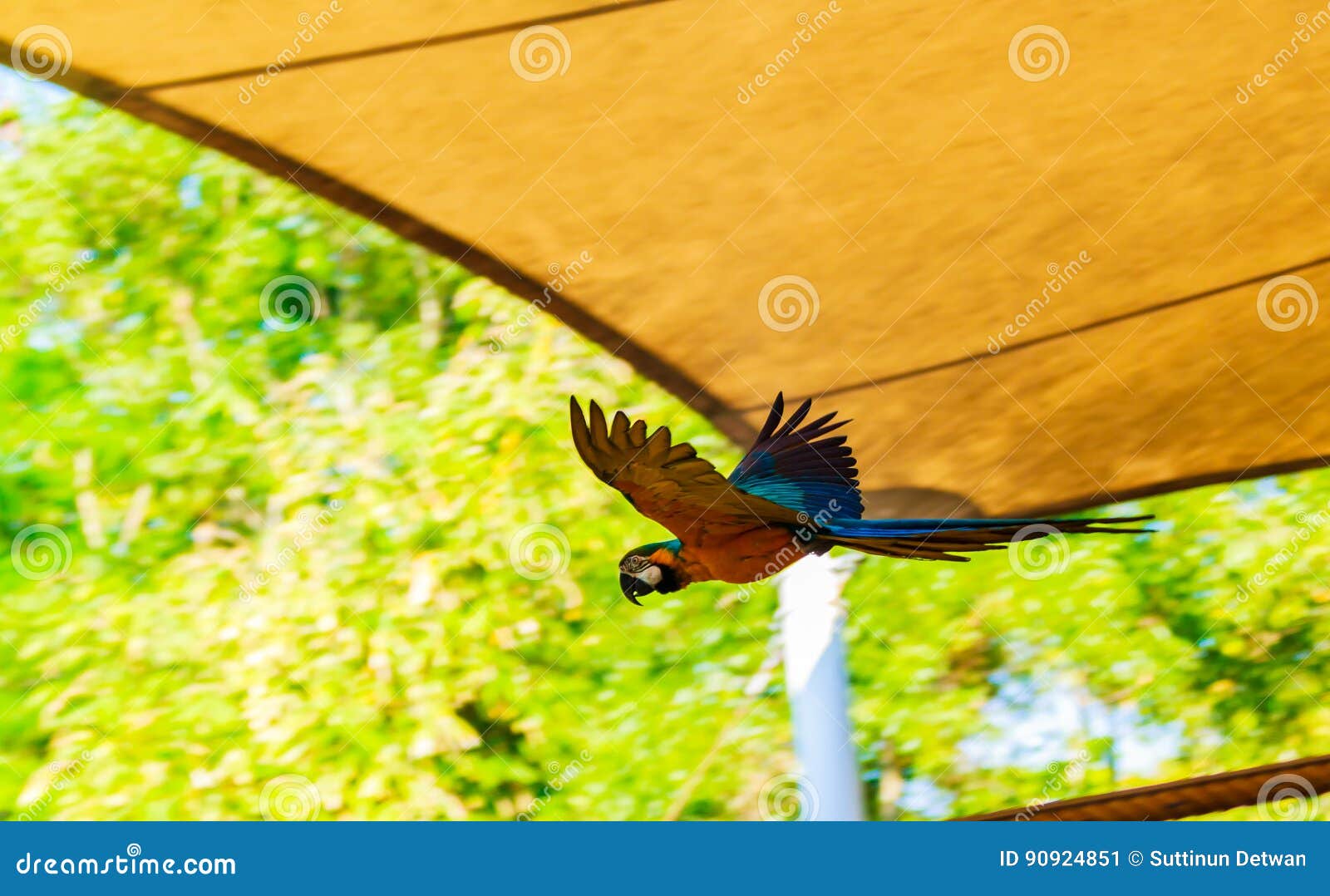 The Beautiful Parrot is Flying. Stock Image - Image of flight, organism ...