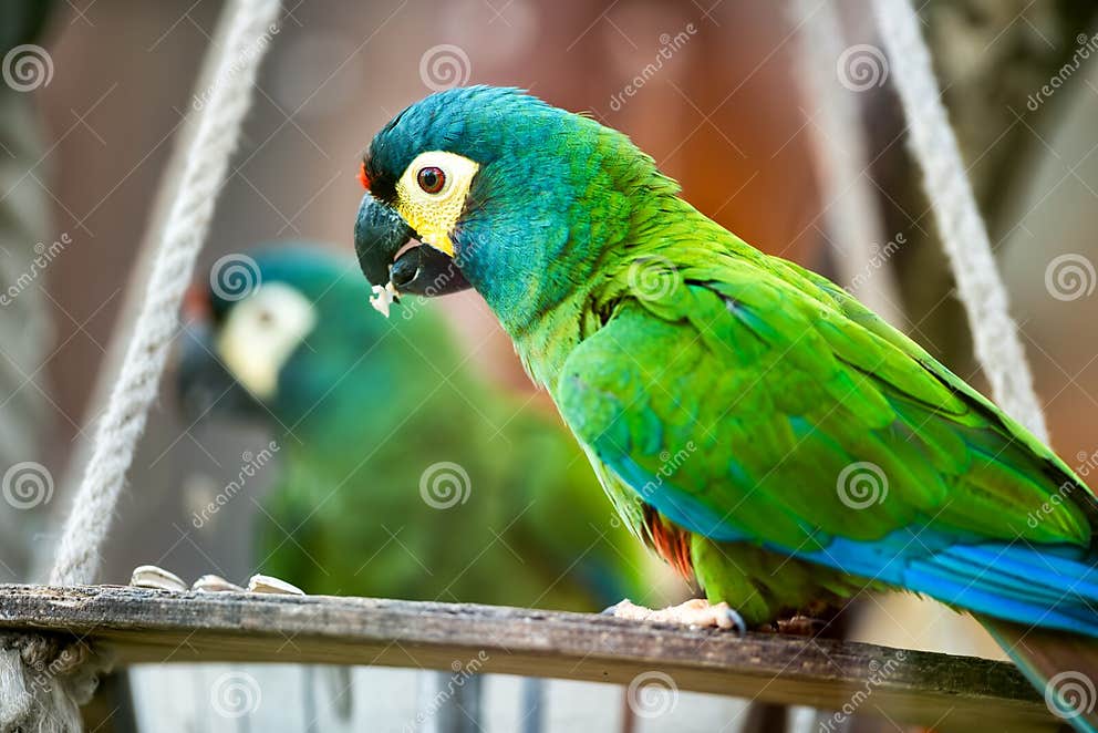 Beautiful parrot stock image. Image of canary, branches - 40833687