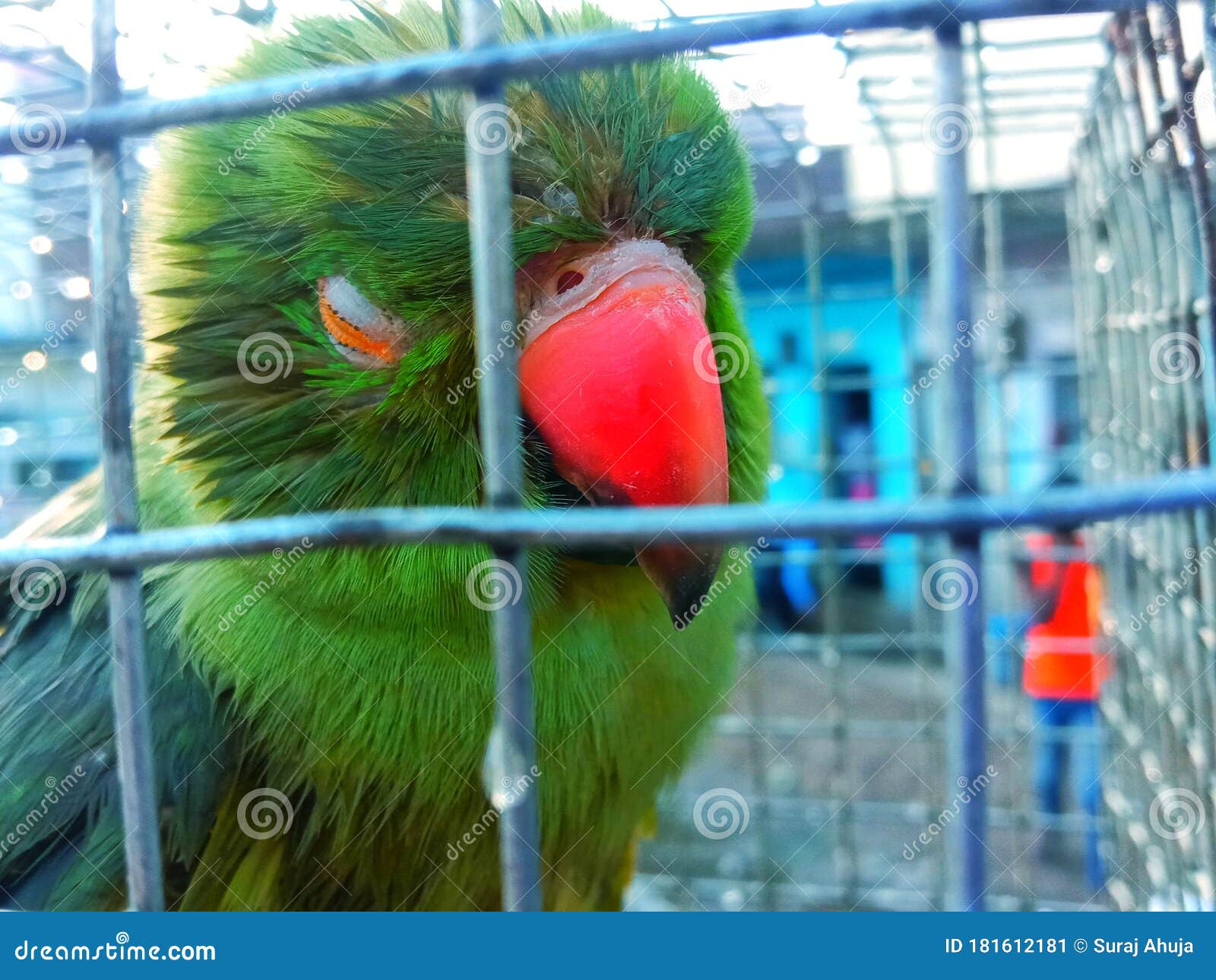 Beautiful Parrot Image Front of My House Stock Image - Image of branch ...