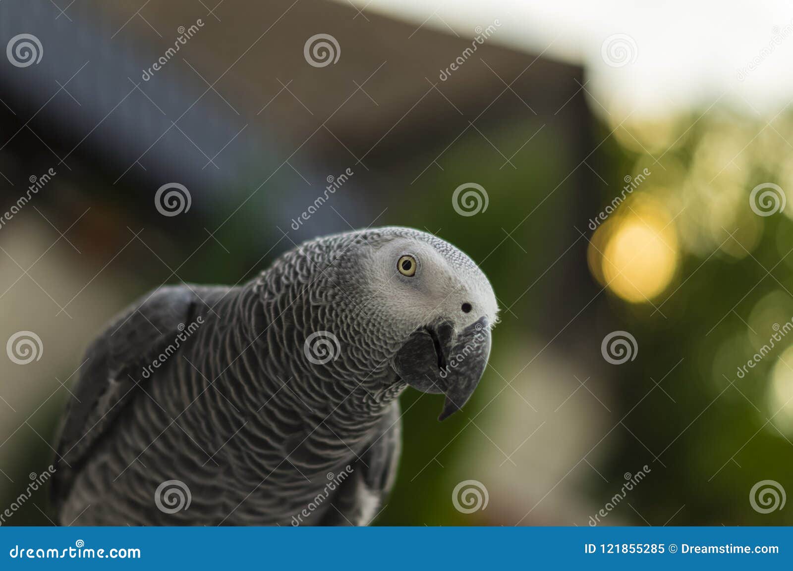 Beautiful parrot jaco stock image. Image of onomatopoeia - 121855285