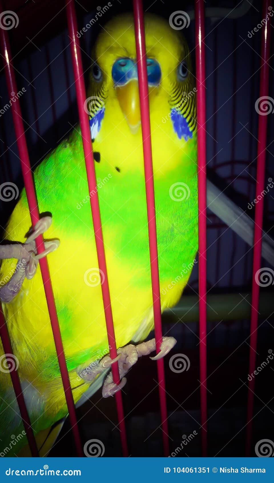 Caged parrot stock image. Image of parrot, bird, looking - 104061351