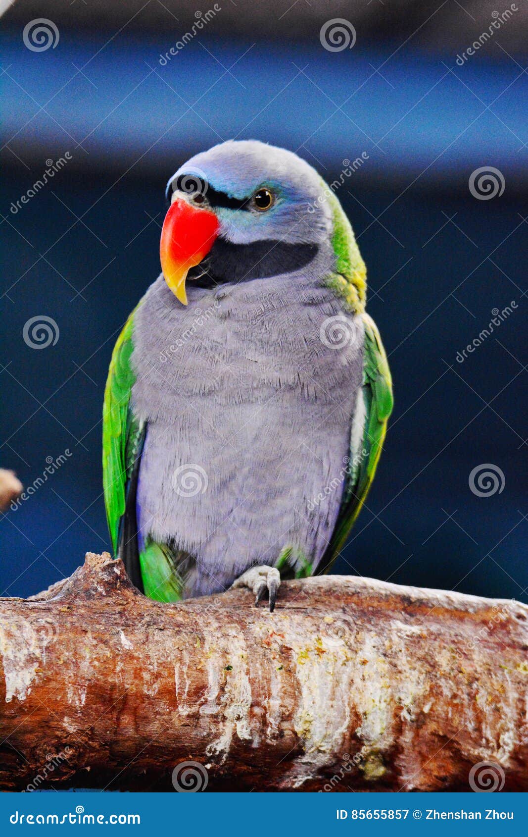 Beautiful parrot stock image. Image of horizontal, language - 85655857