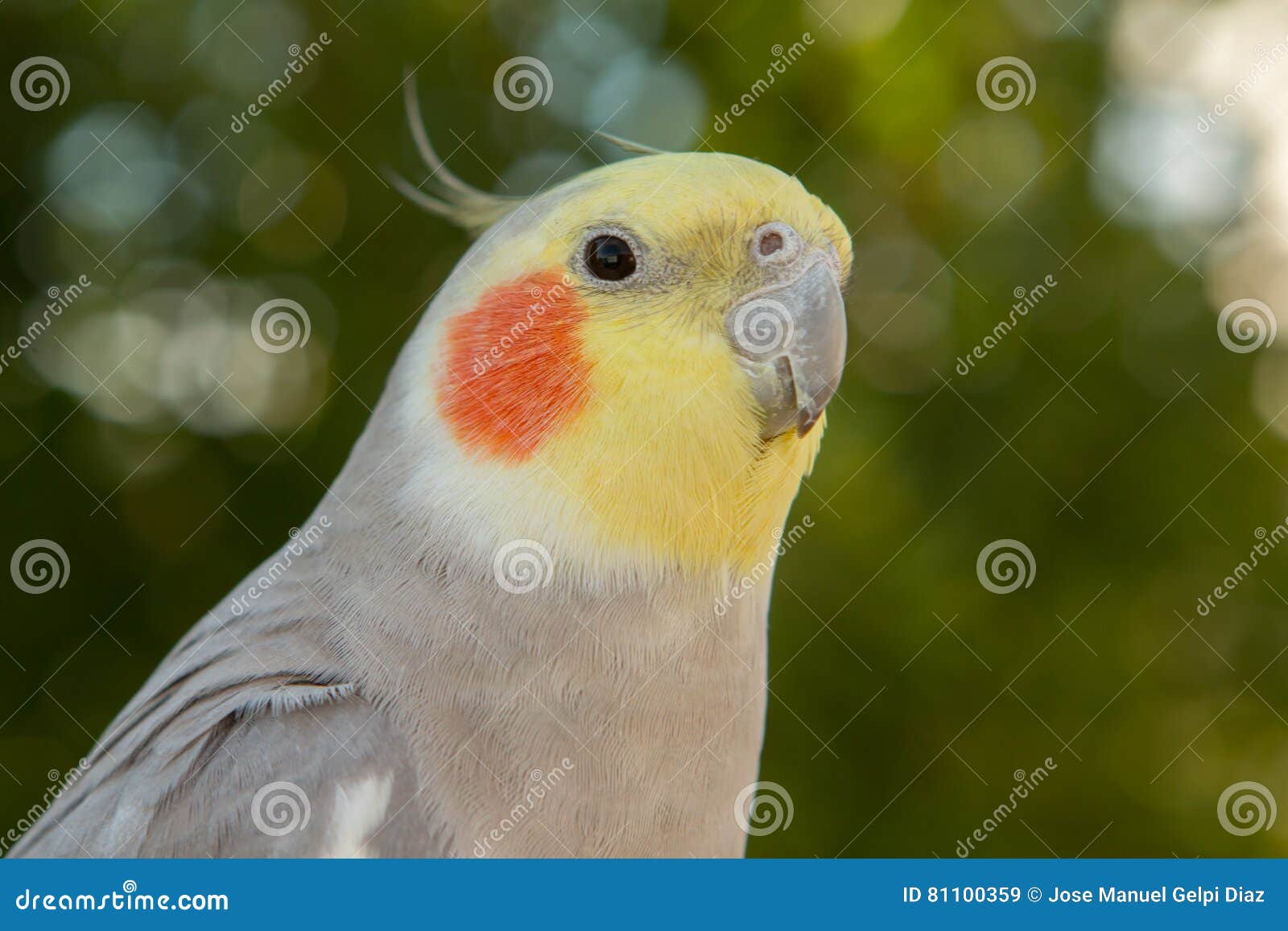 Beautiful parrot nymph stock image. Image of nature, life - 81100359