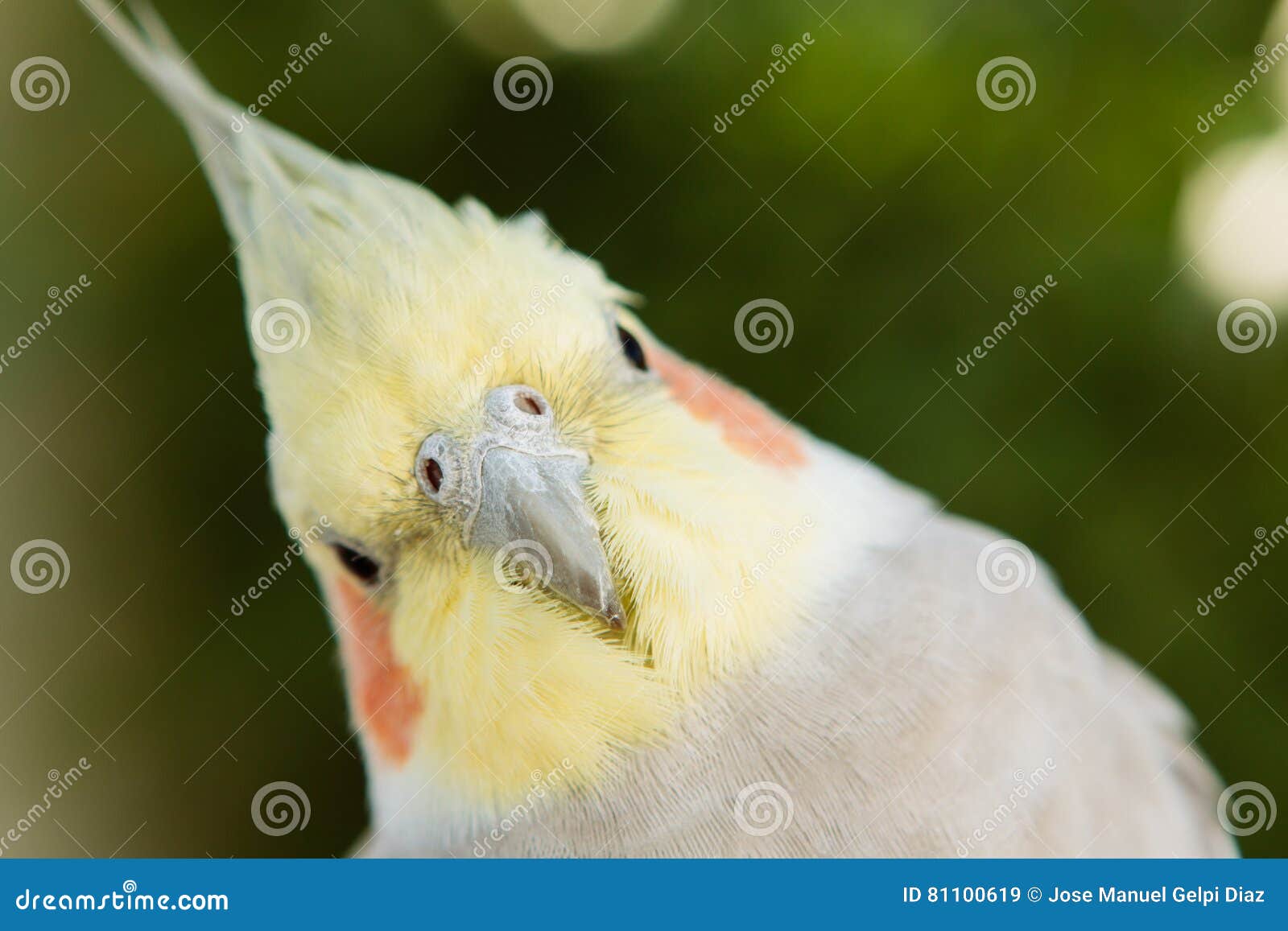 Beautiful parrot nymph stock image. Image of migratory - 81100619