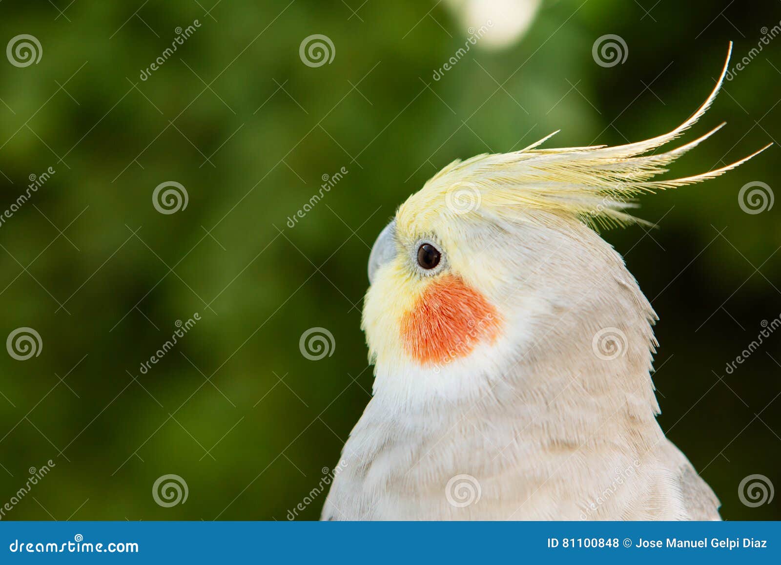 Beautiful parrot nymph stock photo. Image of life, hollandicus - 81100848