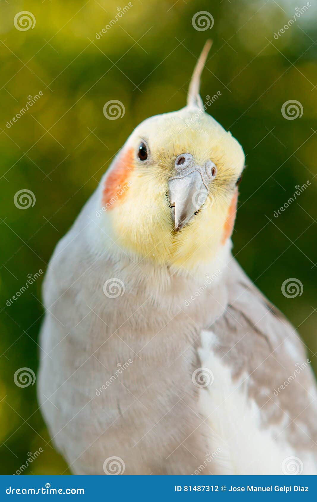 Beautiful parrot nymph stock photo. Image of exotic, natural - 81487312