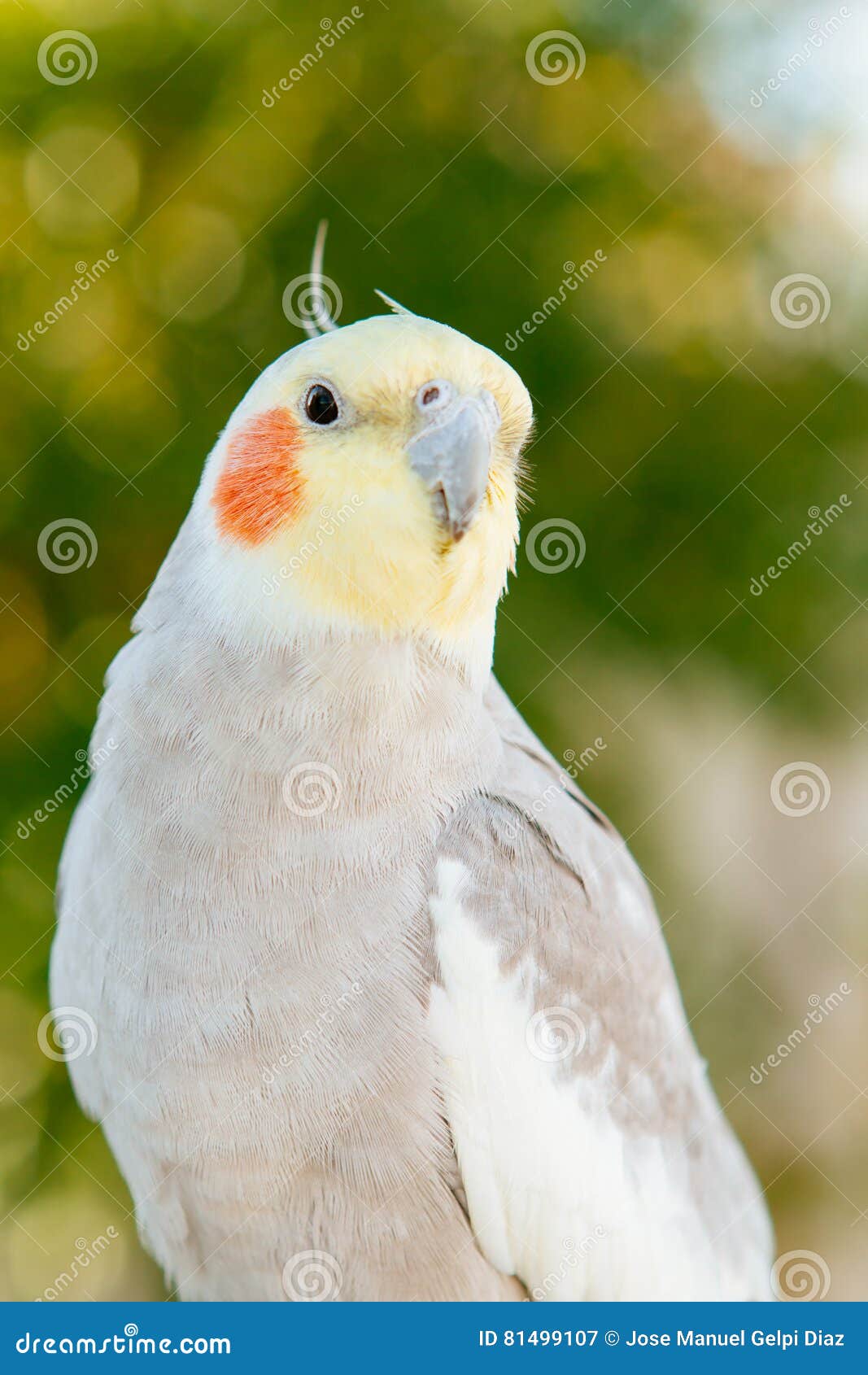 Beautiful parrot nymph stock image. Image of natural - 81499107