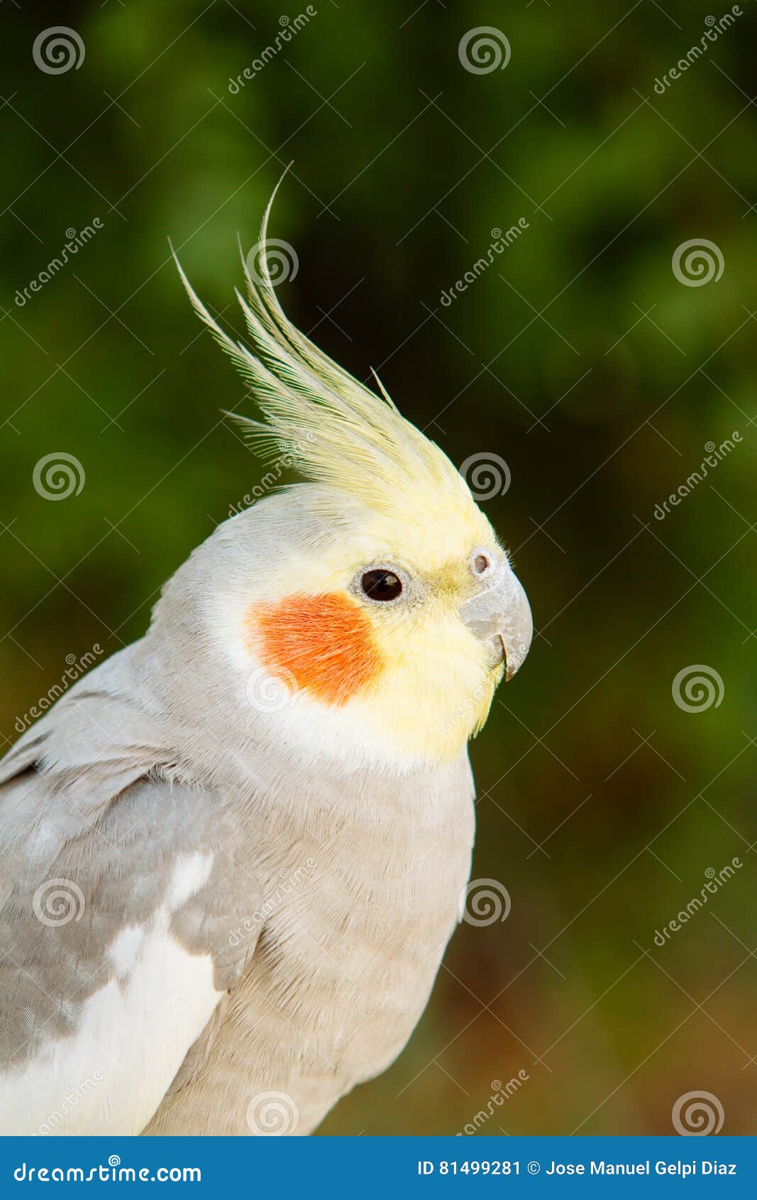 Beautiful parrot nymph stock image. Image of natural - 81499281