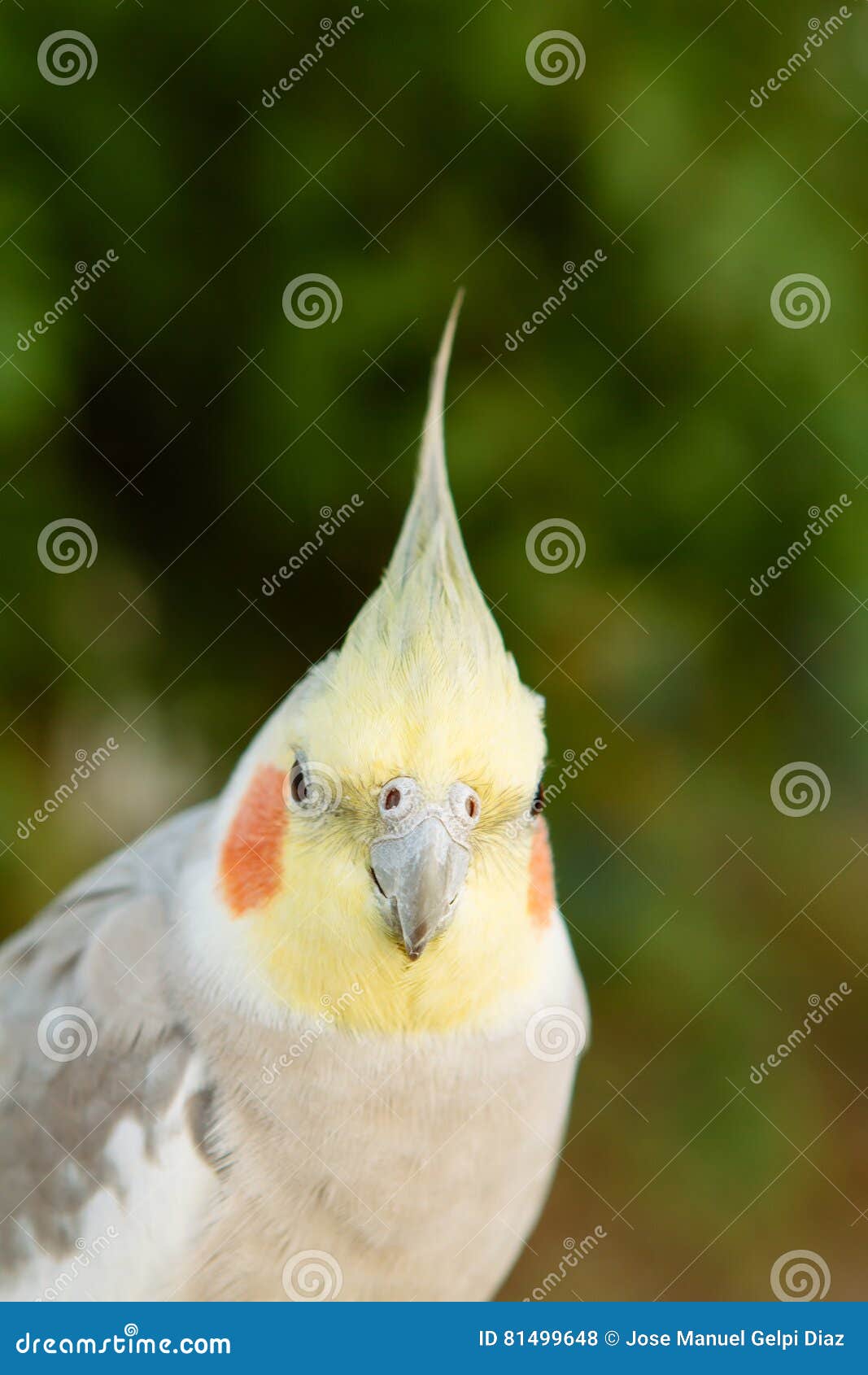 Beautiful parrot nymph stock photo. Image of natural - 81499648