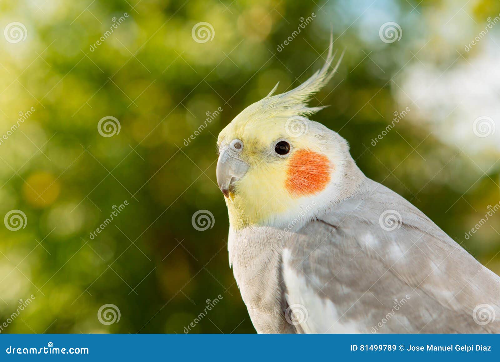 Beautiful parrot nymph stock image. Image of life, color - 81499789